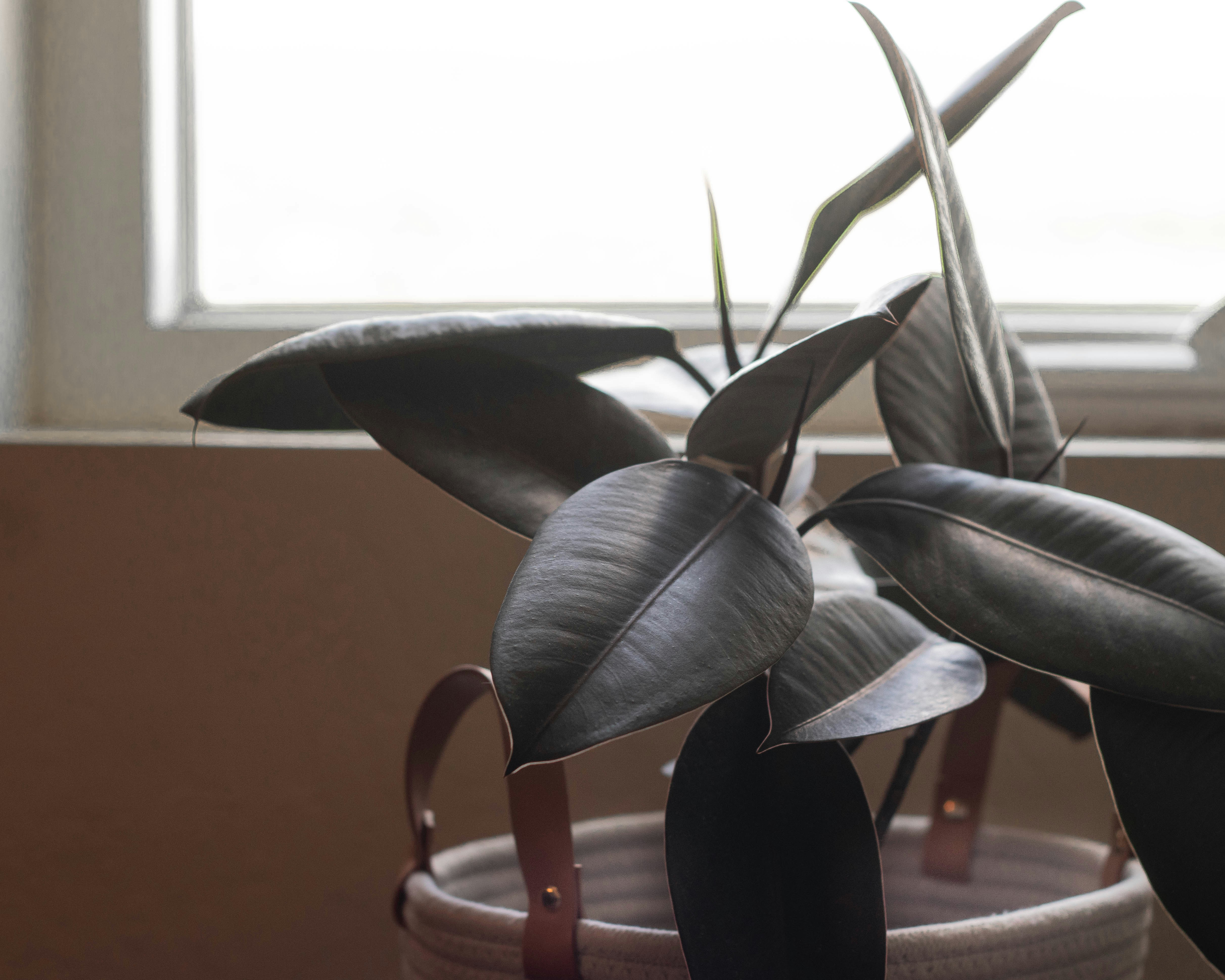 Window Light on a Rubber Plant: Quiet Drama in Dark-Green Leaves