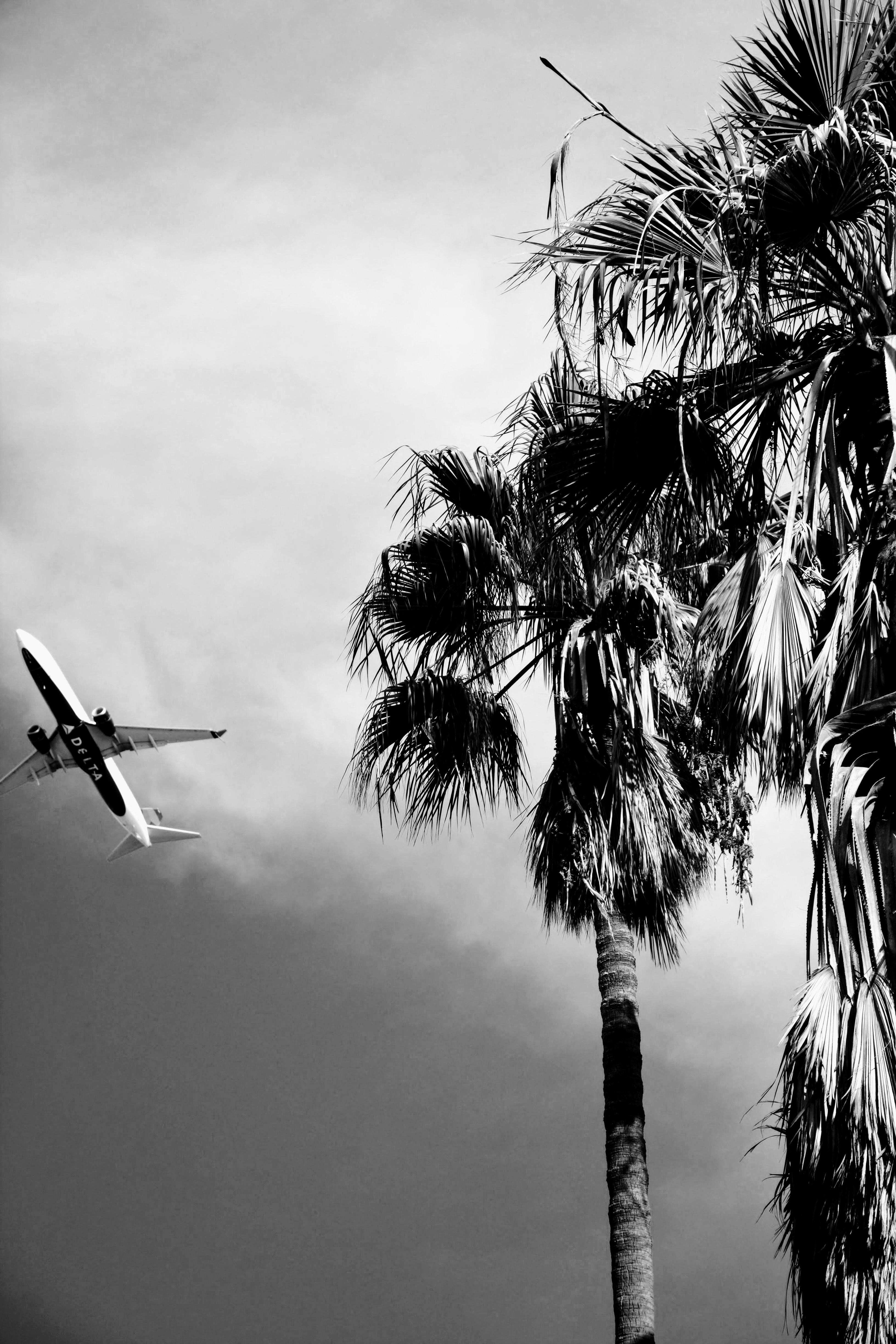 a plane is flying over a palm tree
