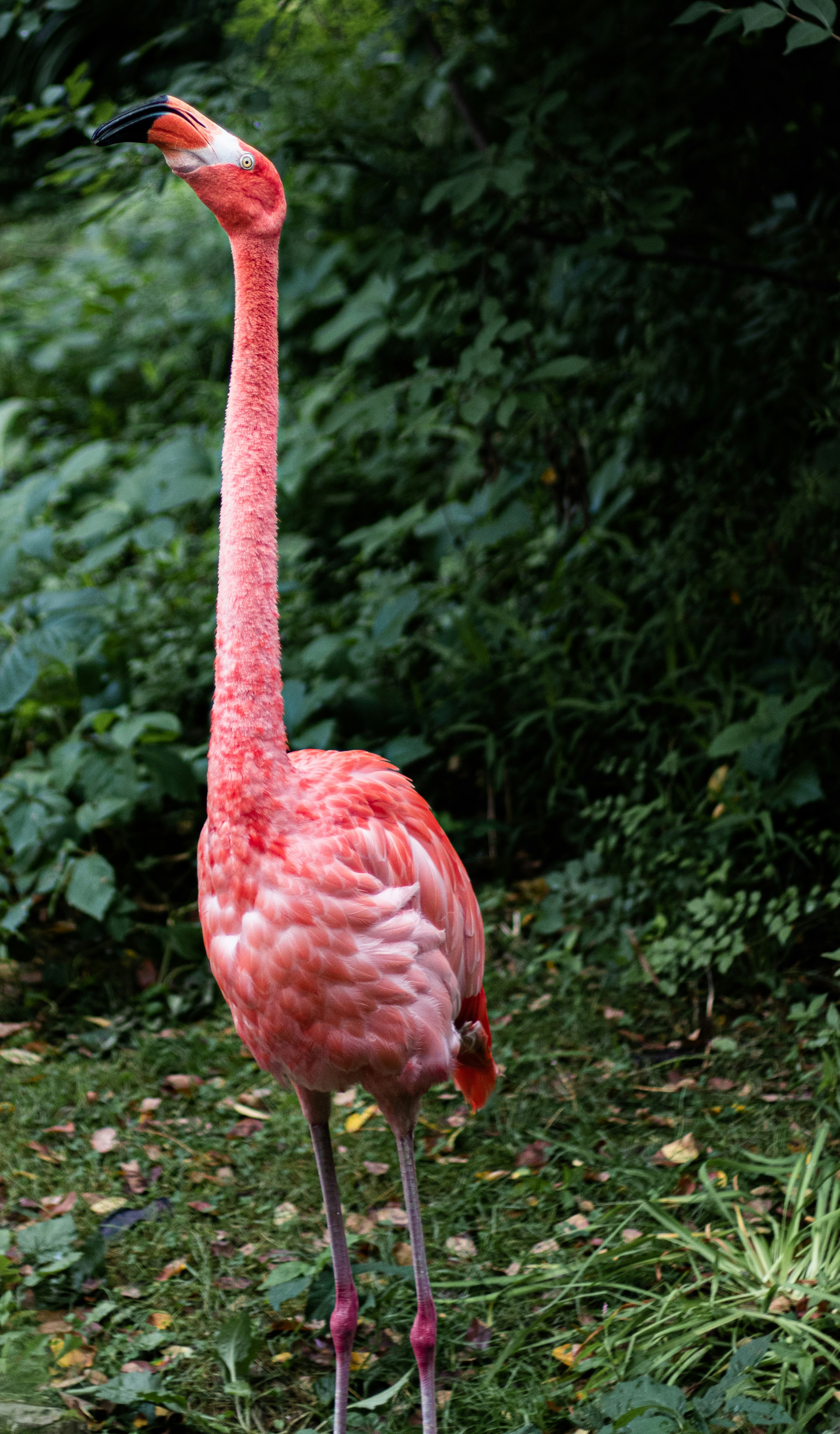 pink flamingo