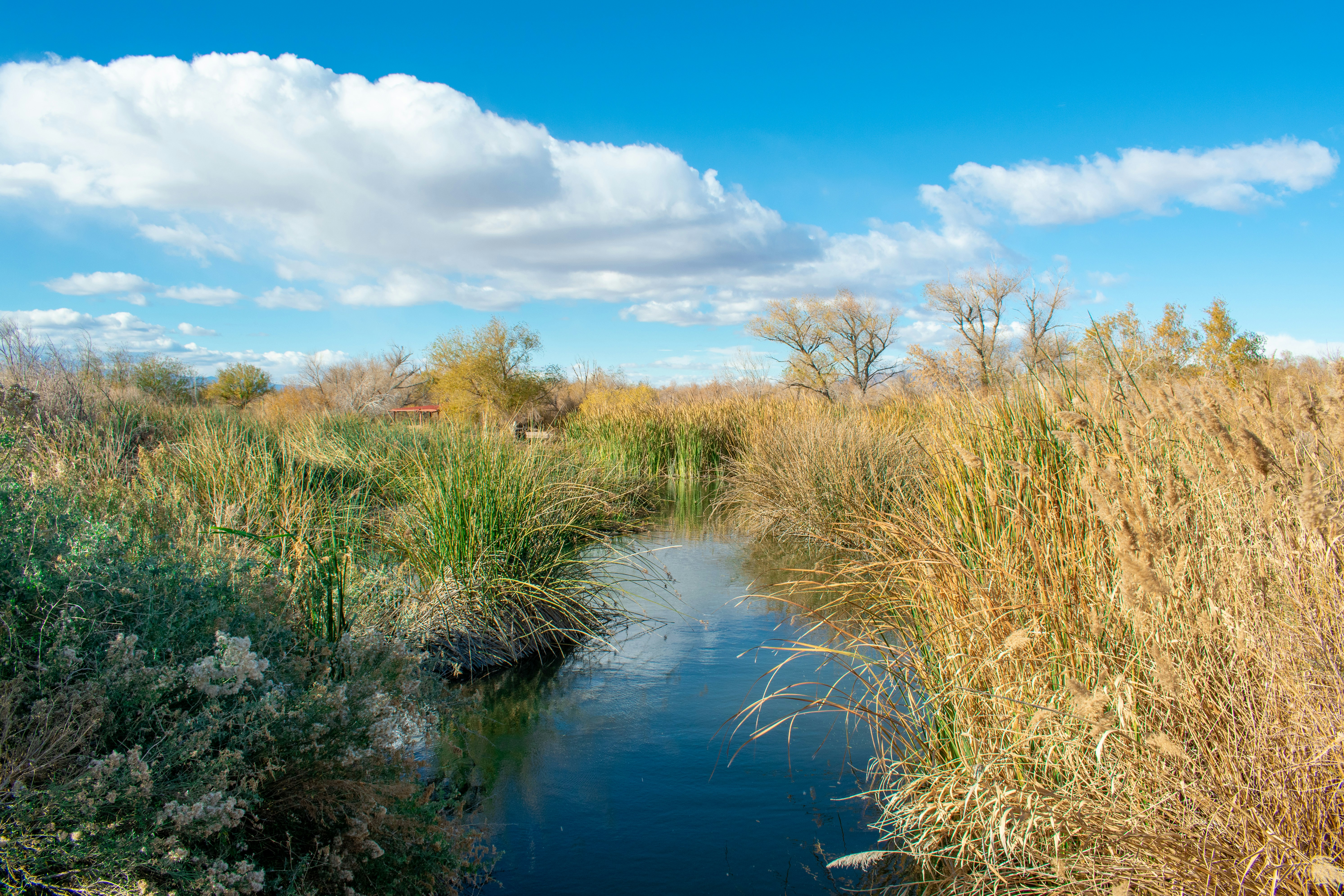 Serene waterway meandering through golden grasses under a bright blue sky, showcasing the tranquility of a natural habitat.