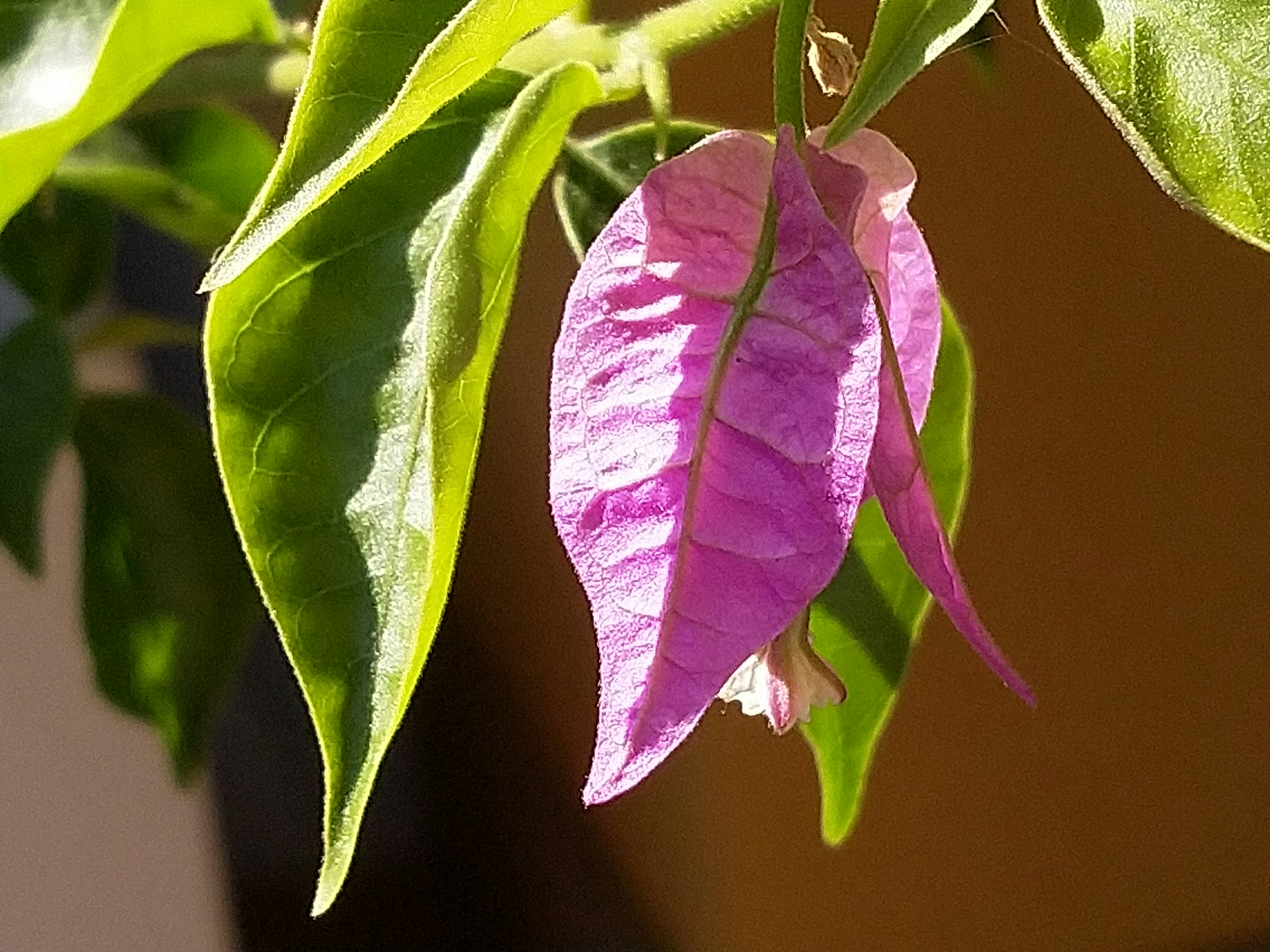 Daniela Bi (@danielabi) | Comunidad de fotos de Unsplash