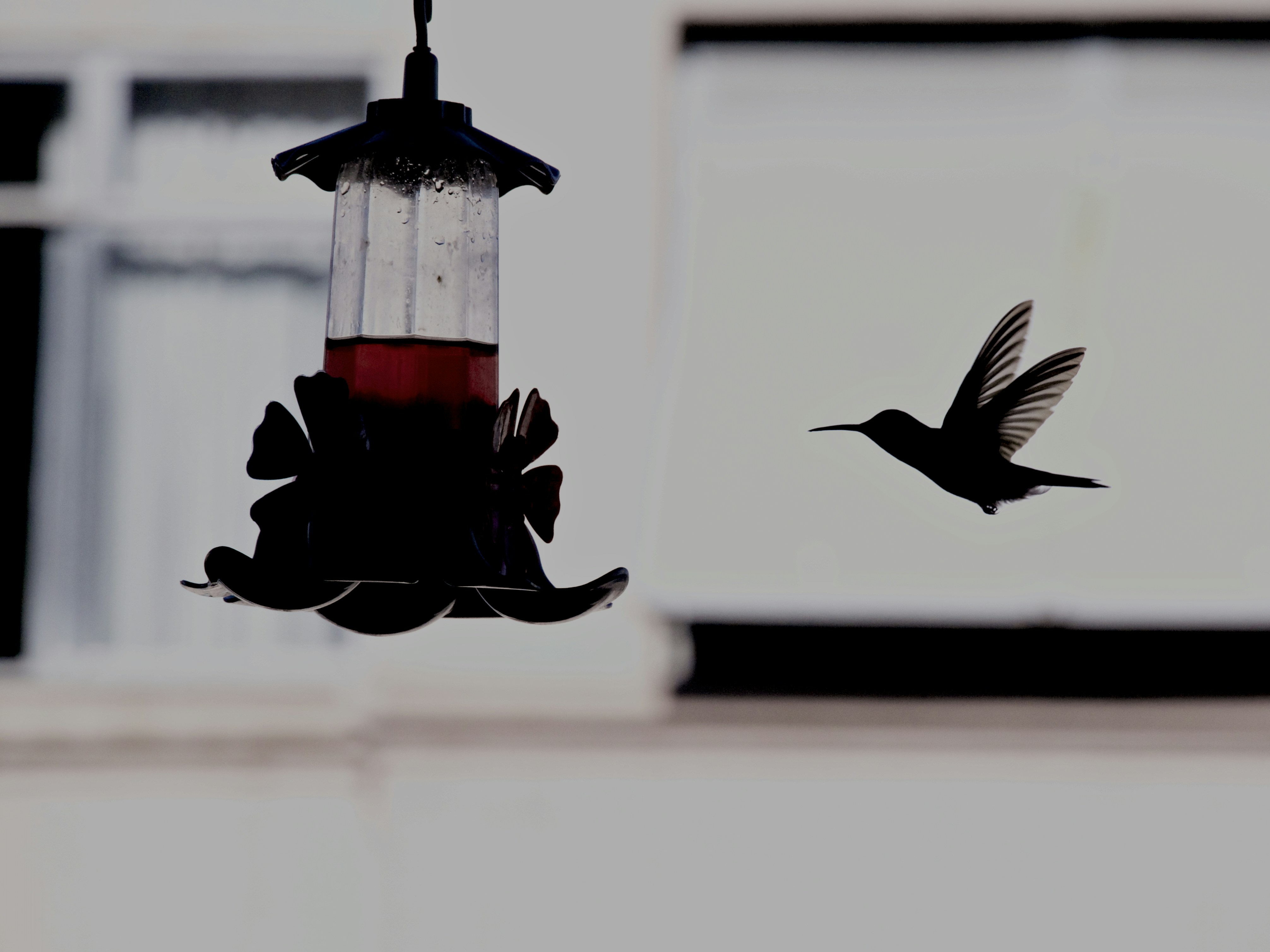 Hummingbird in Flight by a Feeding Station