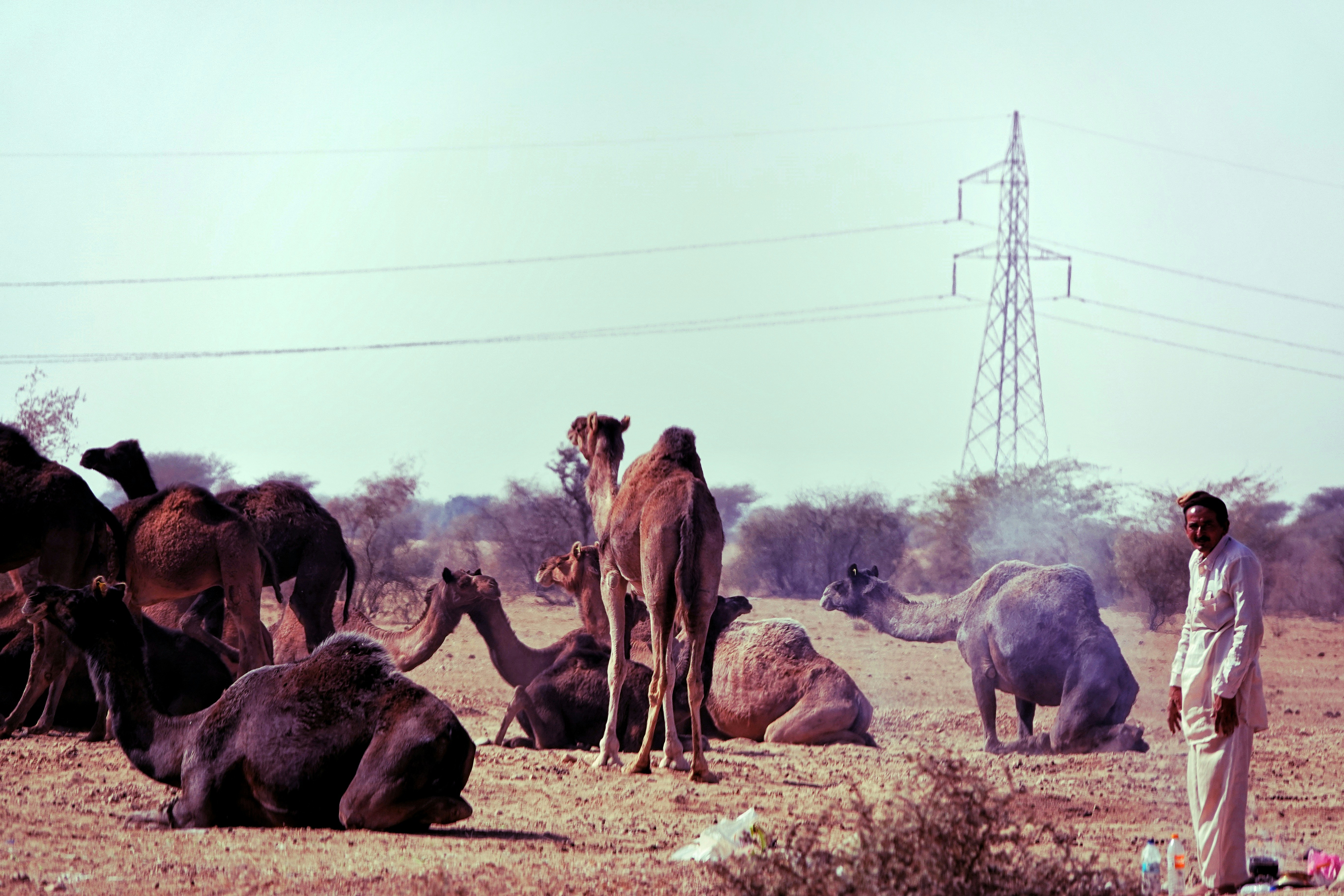 A herd of camels resting in a vast desert landscape, with a man standing nearby, surrounded by sparse vegetation and power lines in the background.