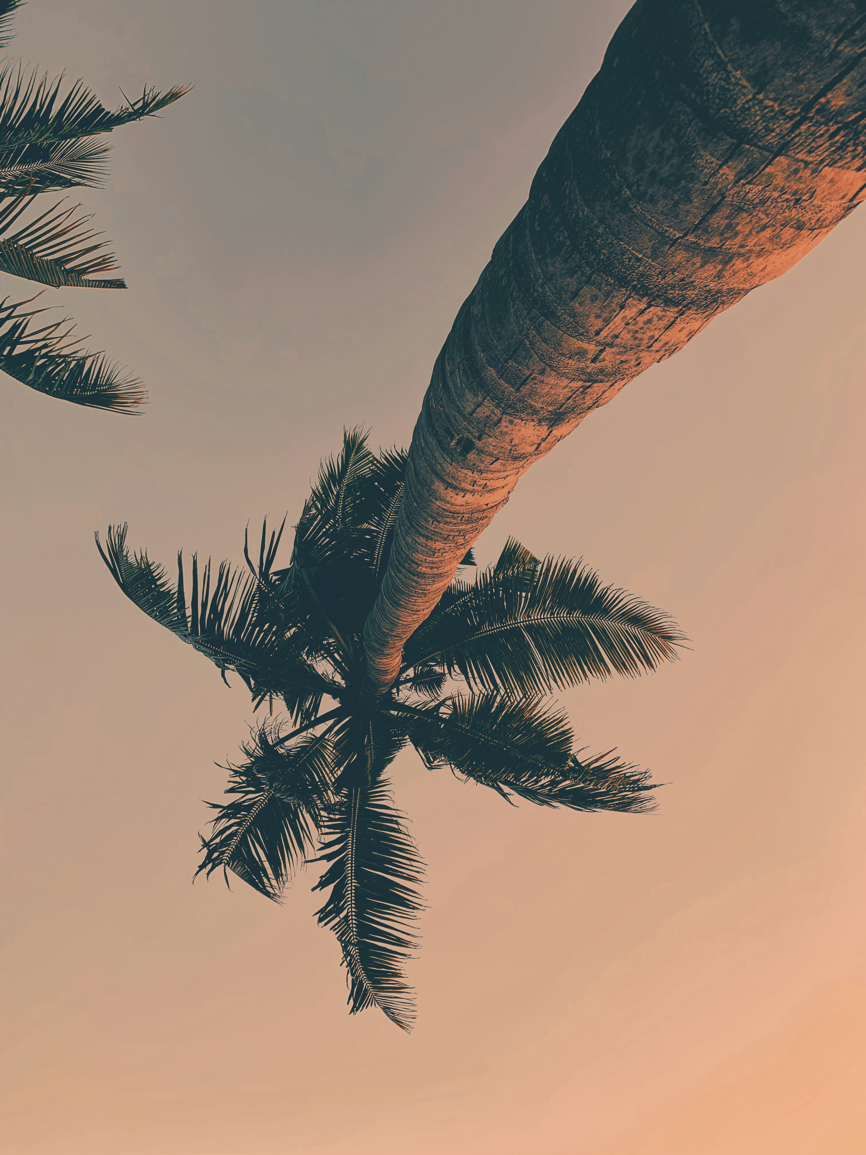 Nikagas Magu Photos | Télécharger des images gratuites sur Unsplash