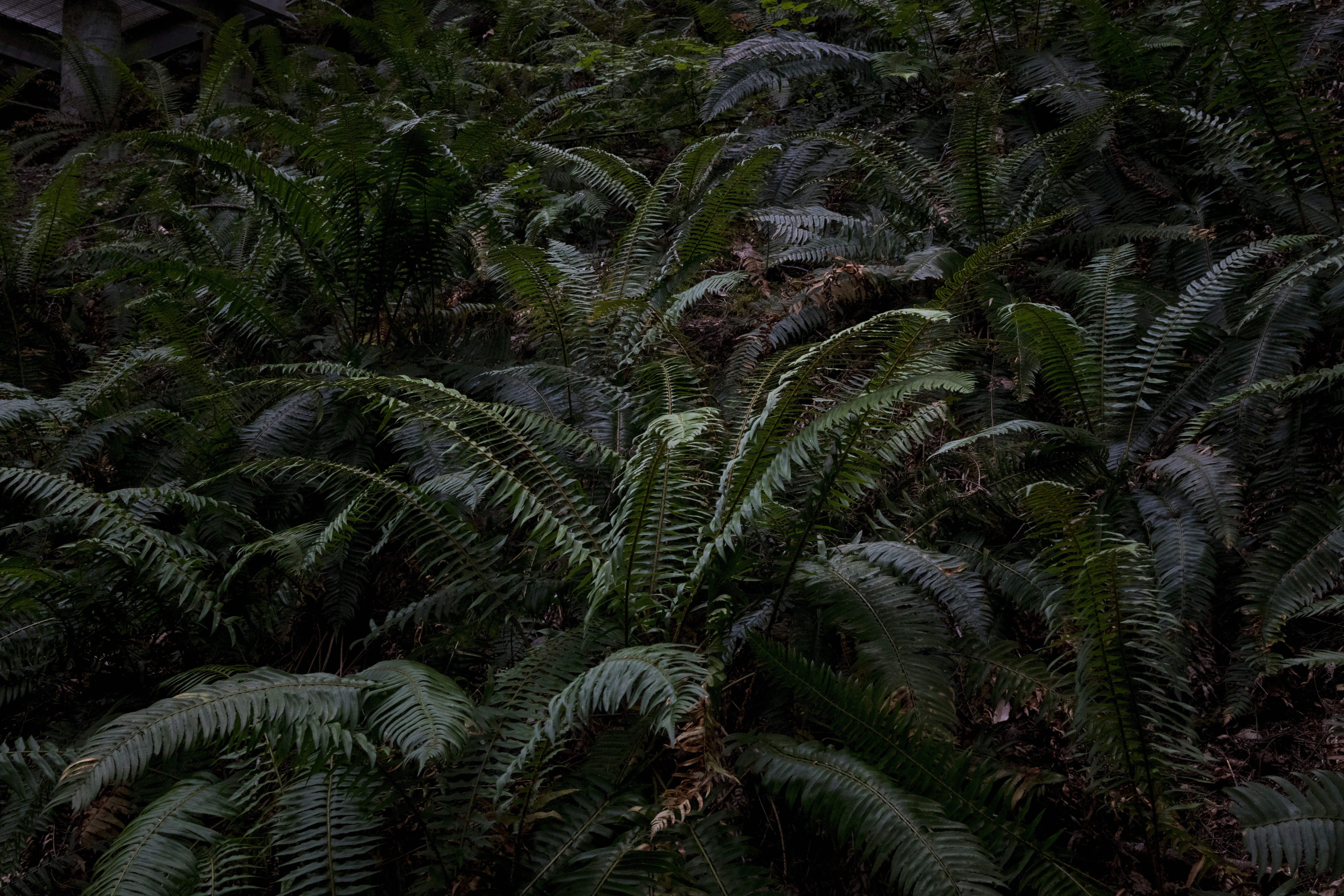 Veil of Ferns in Dim Understory