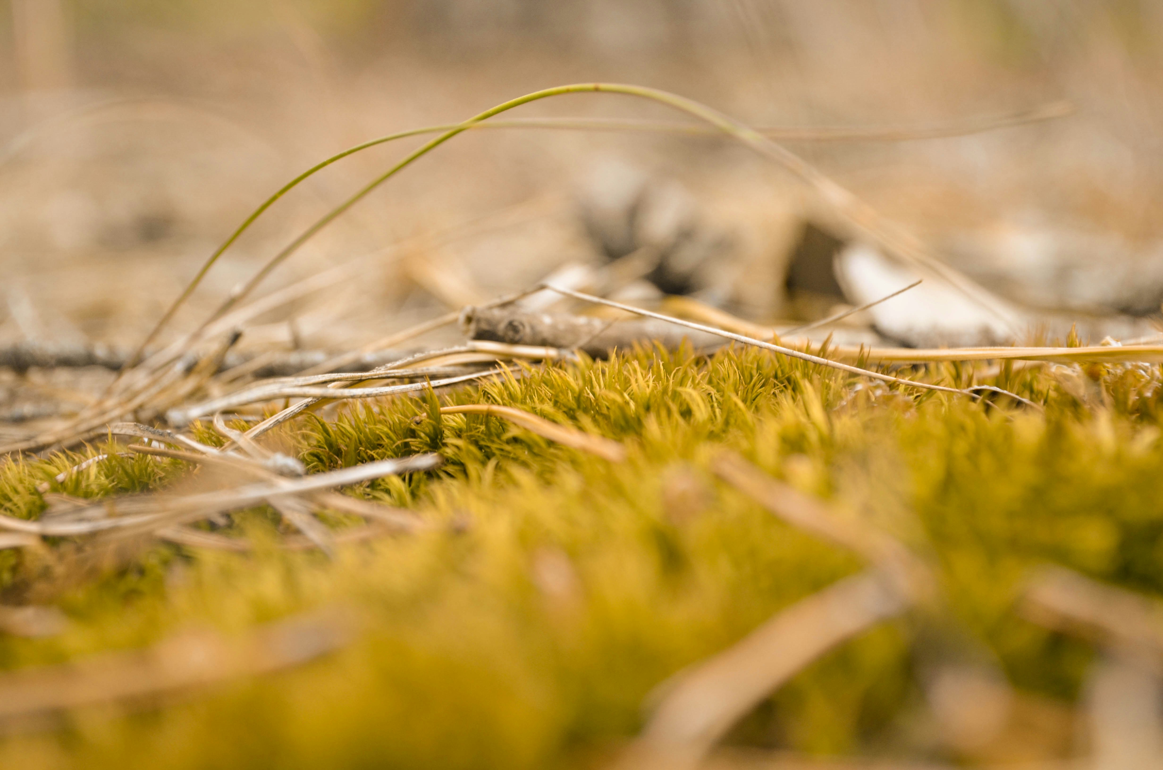 Velvet Moss Under a Curved Needle: A Macro Quiet on Forest Floor