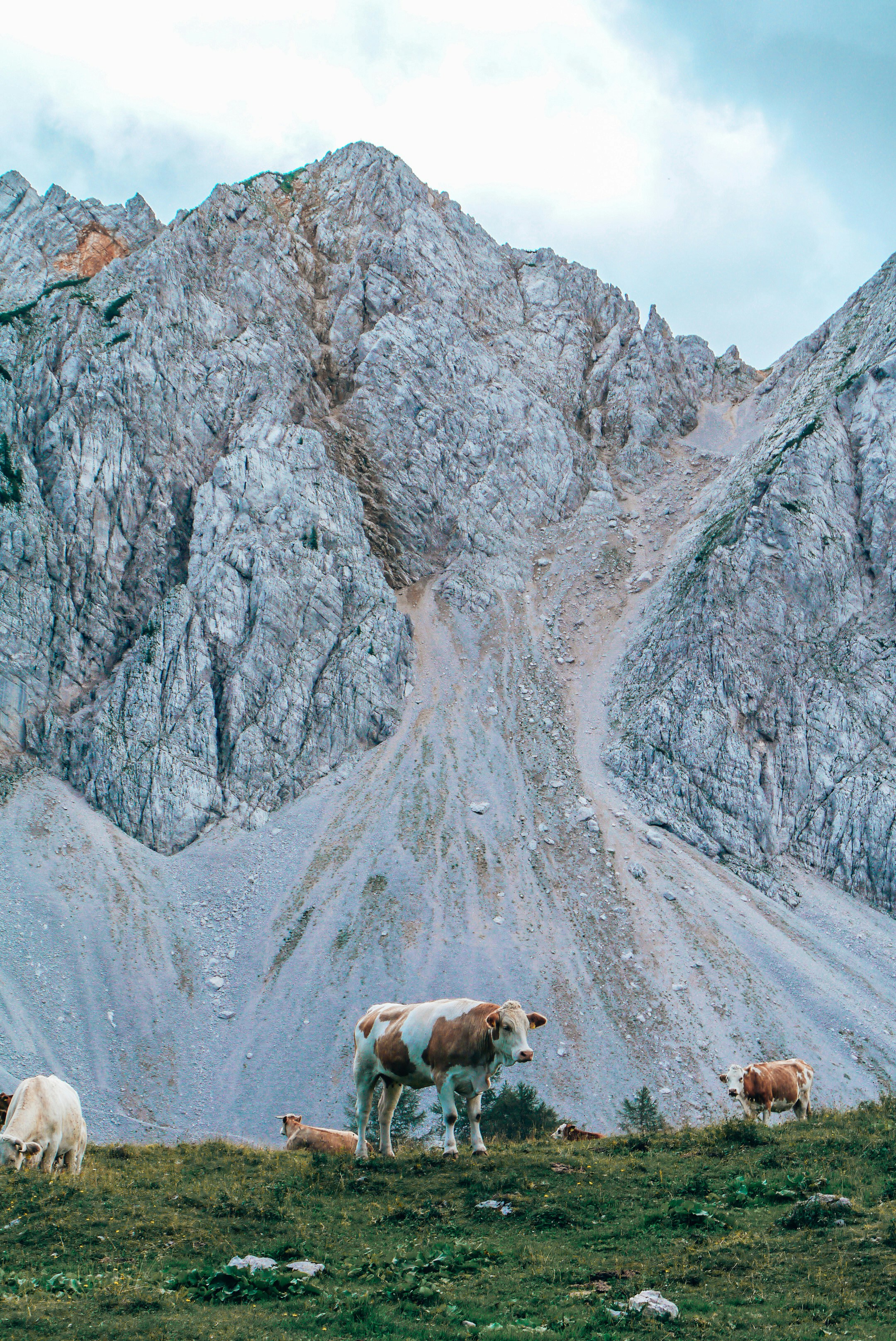 Cows grazing peacefully in a lush meadow with towering rocky mountains in the background, showcasing the harmony of nature.