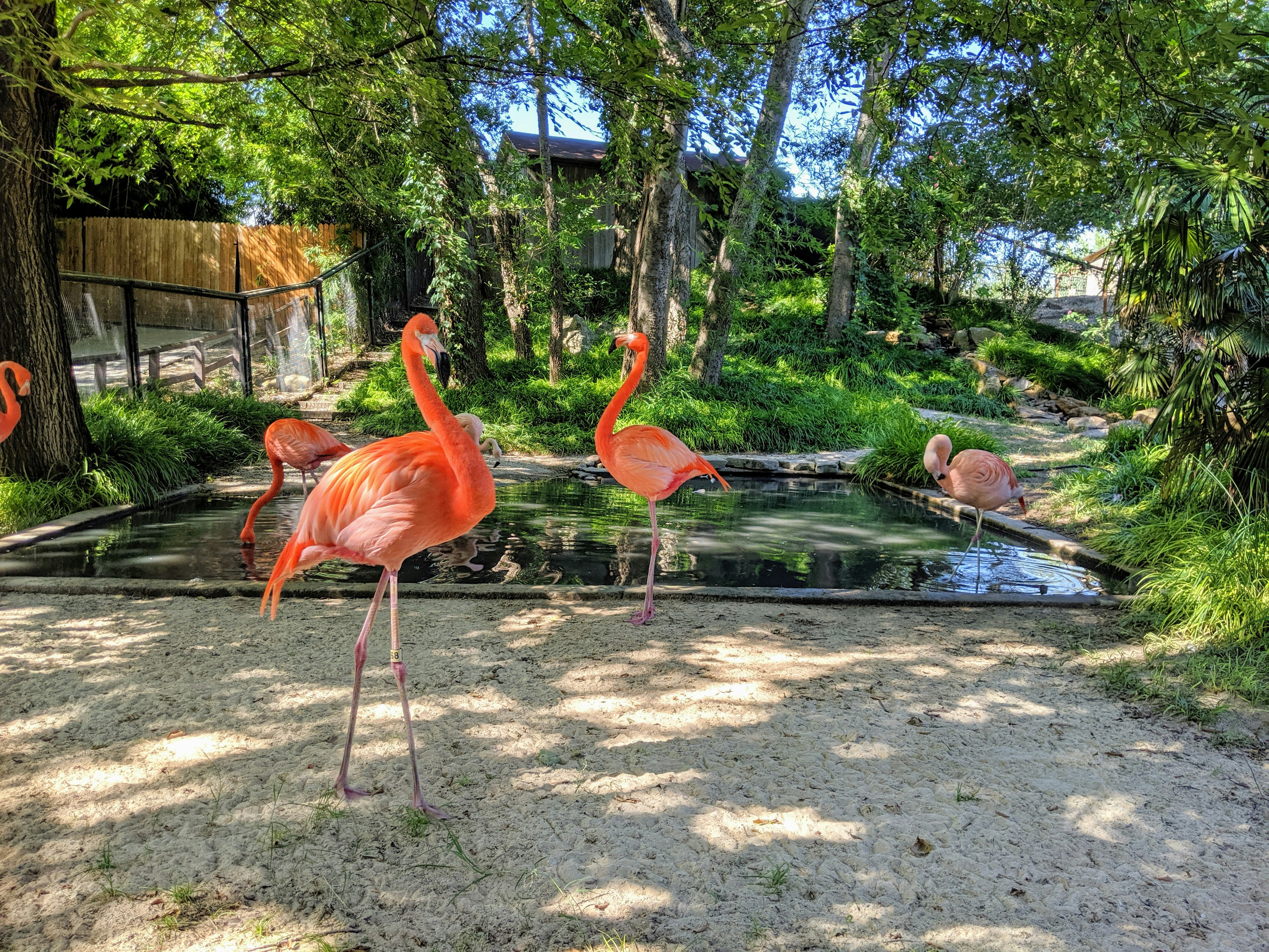 Pink flamingos beside small body of water photo – Free Animal Image on ...