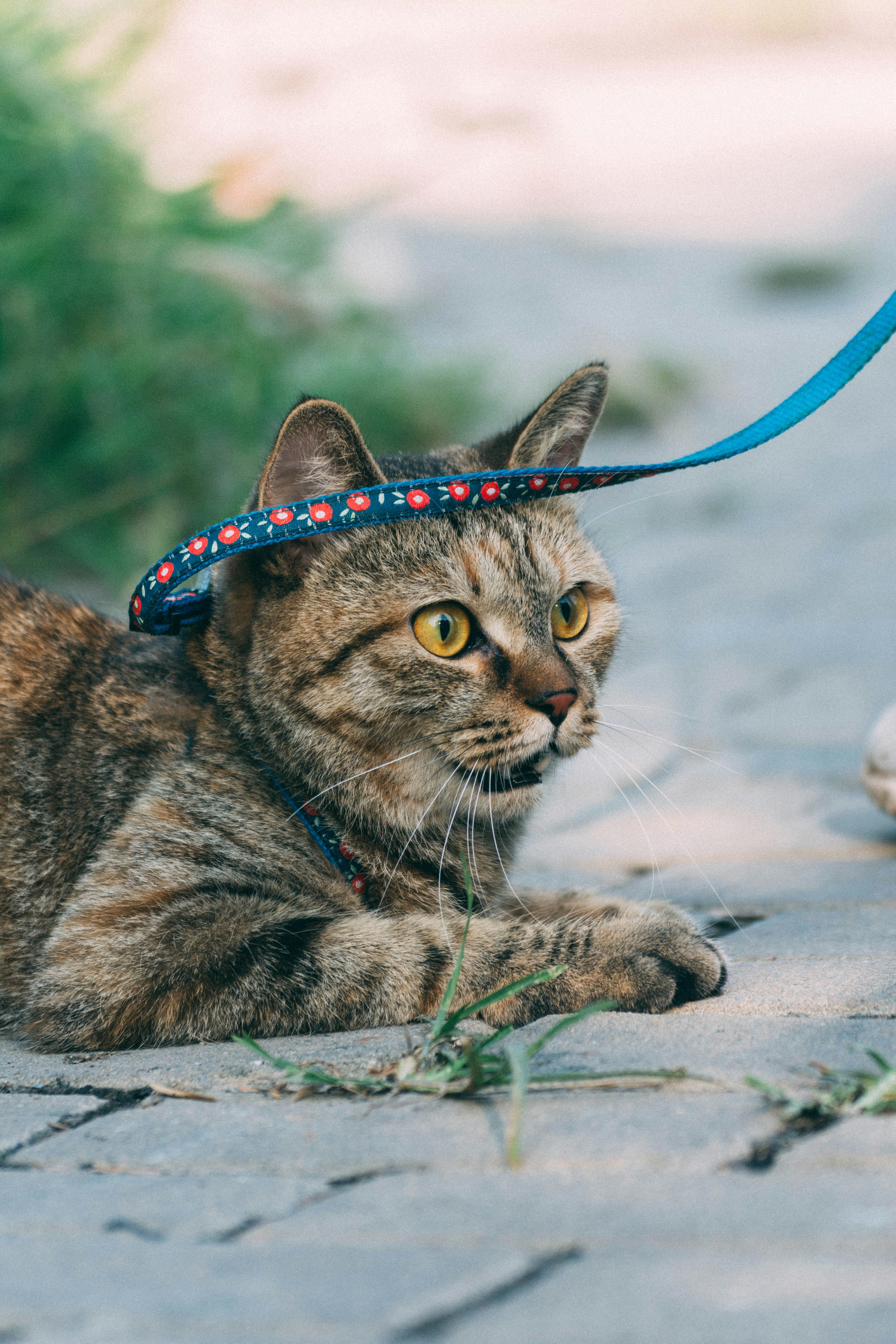 Cat photo shot on Nikon D7200