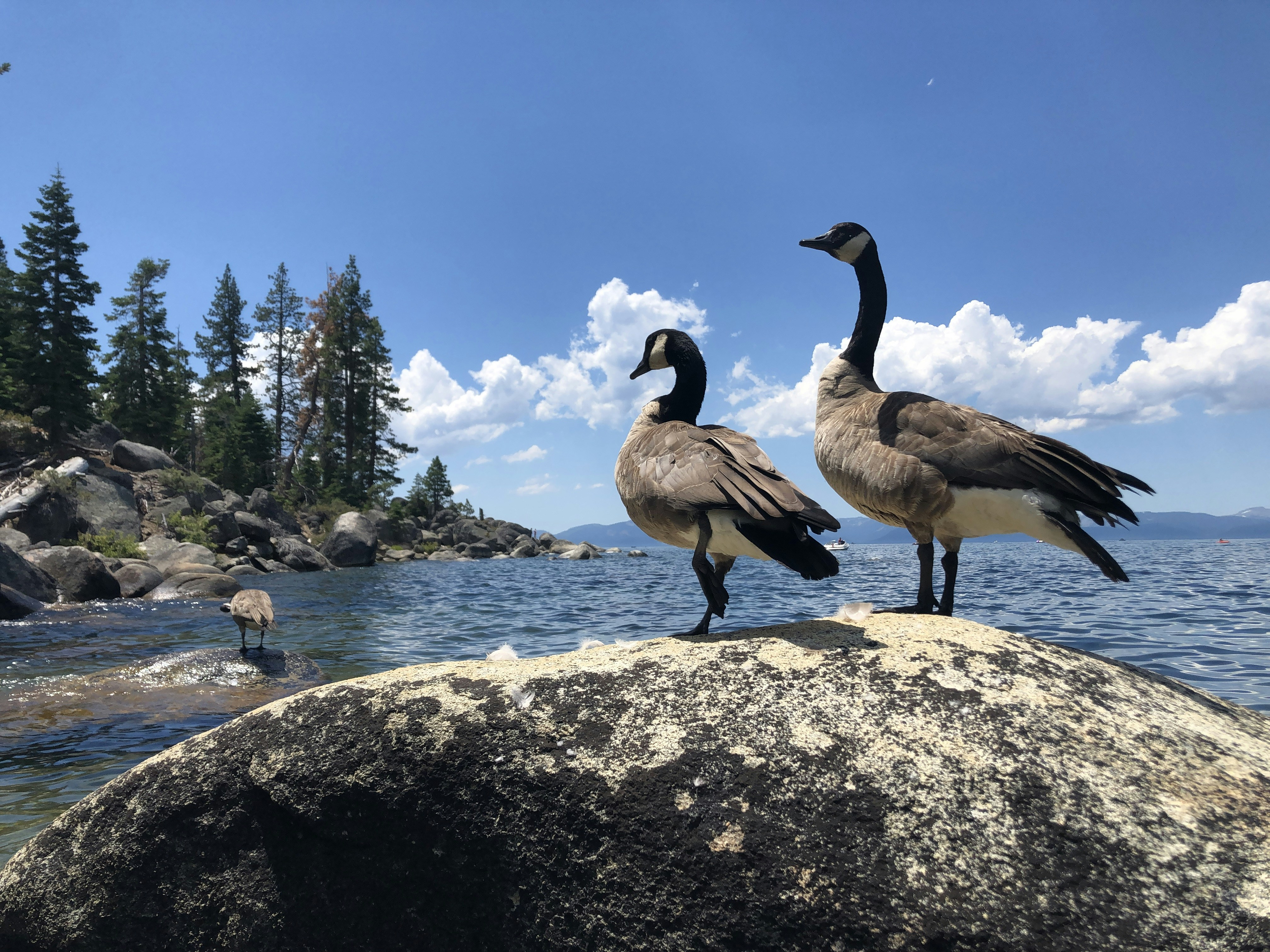 Two geese perched on a sunlit rock by a lake with a backdrop of evergreen trees and a clear blue sky.