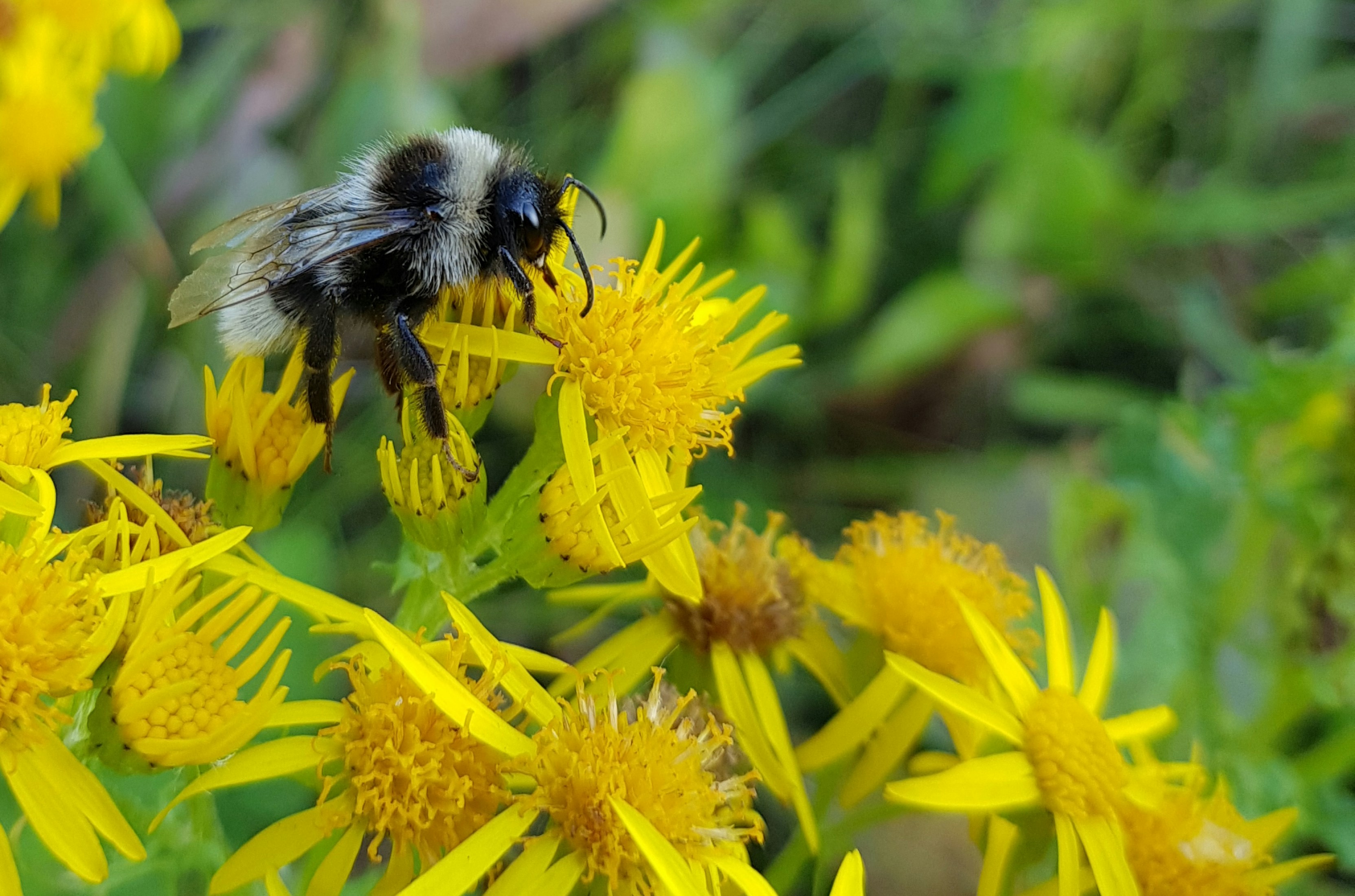 Bumblebee collecting nectar from vibrant yellow flowers in a lush green setting.