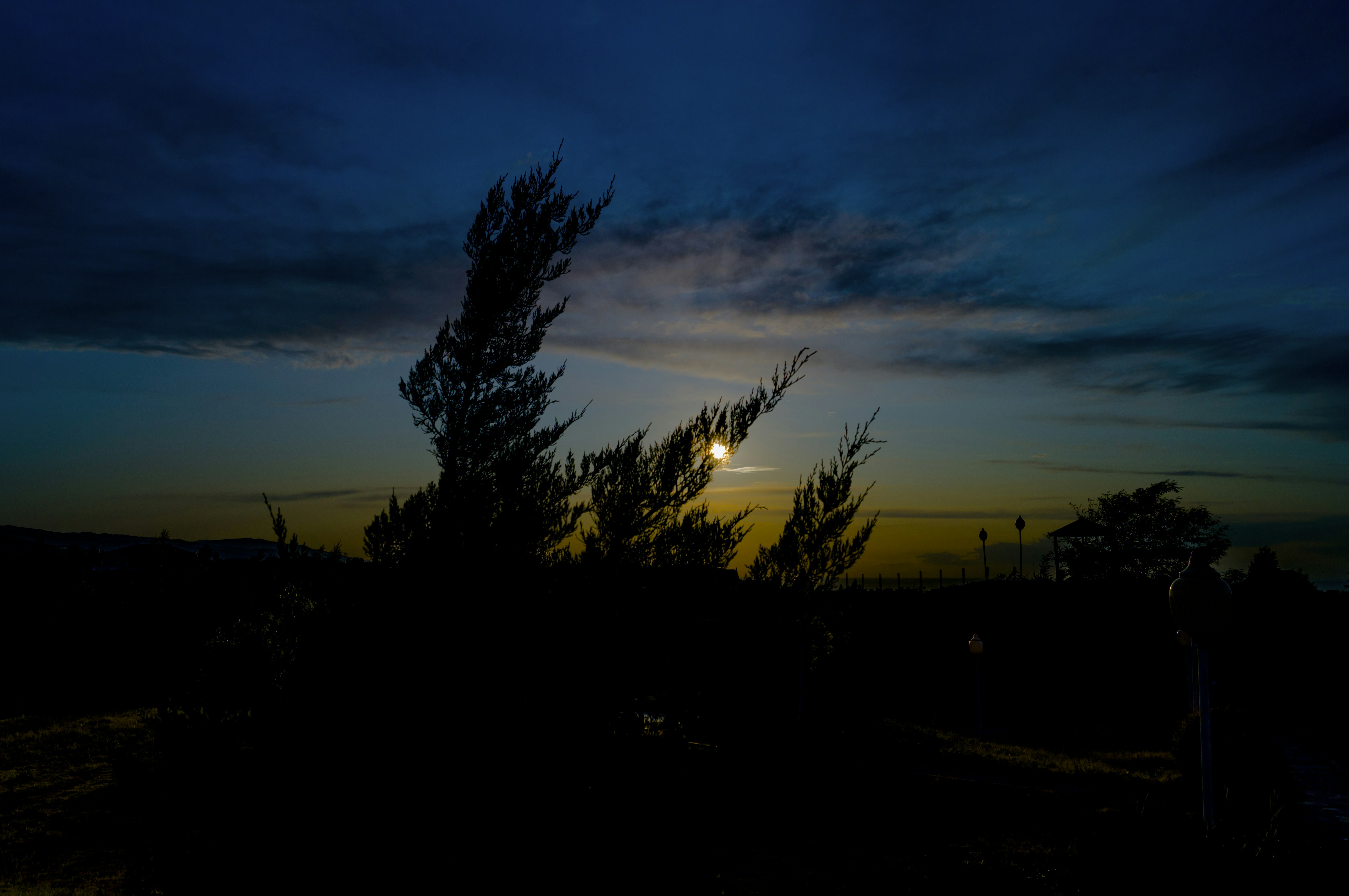 tree during golden hour