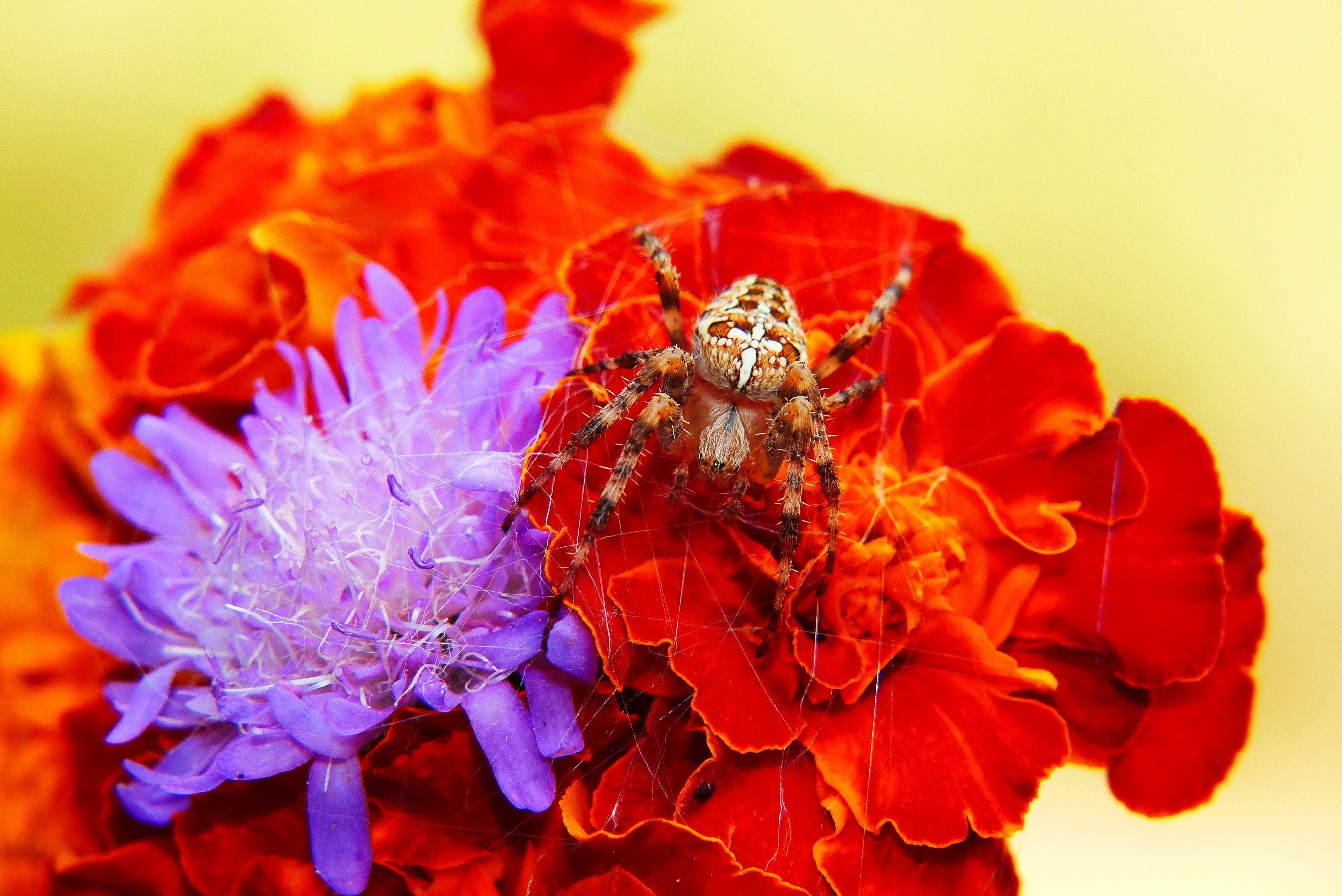 Crimson Bloom and Silk Spider: Center Stage on a Floral Petal