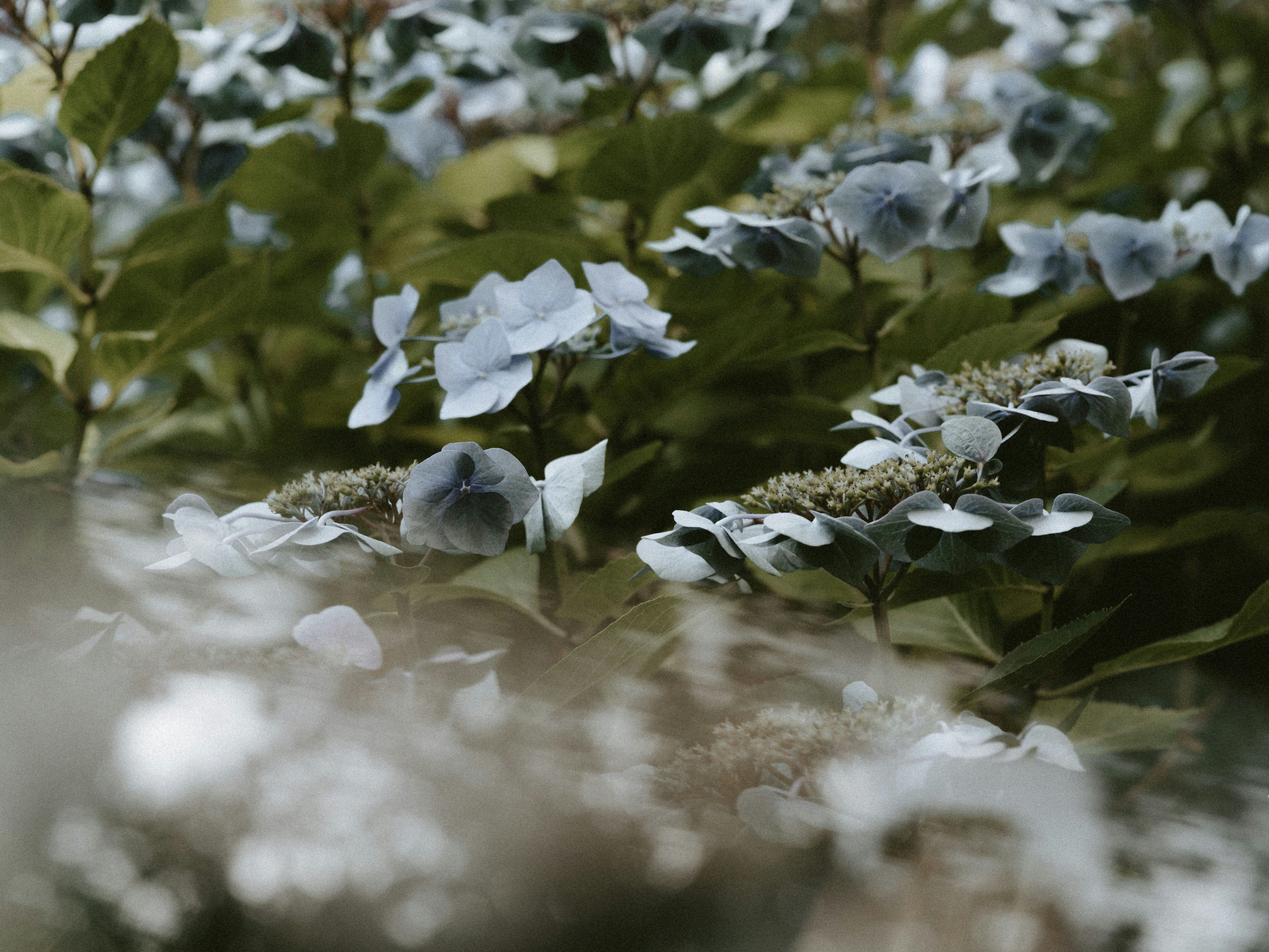 shallow focus photo of gray flowers