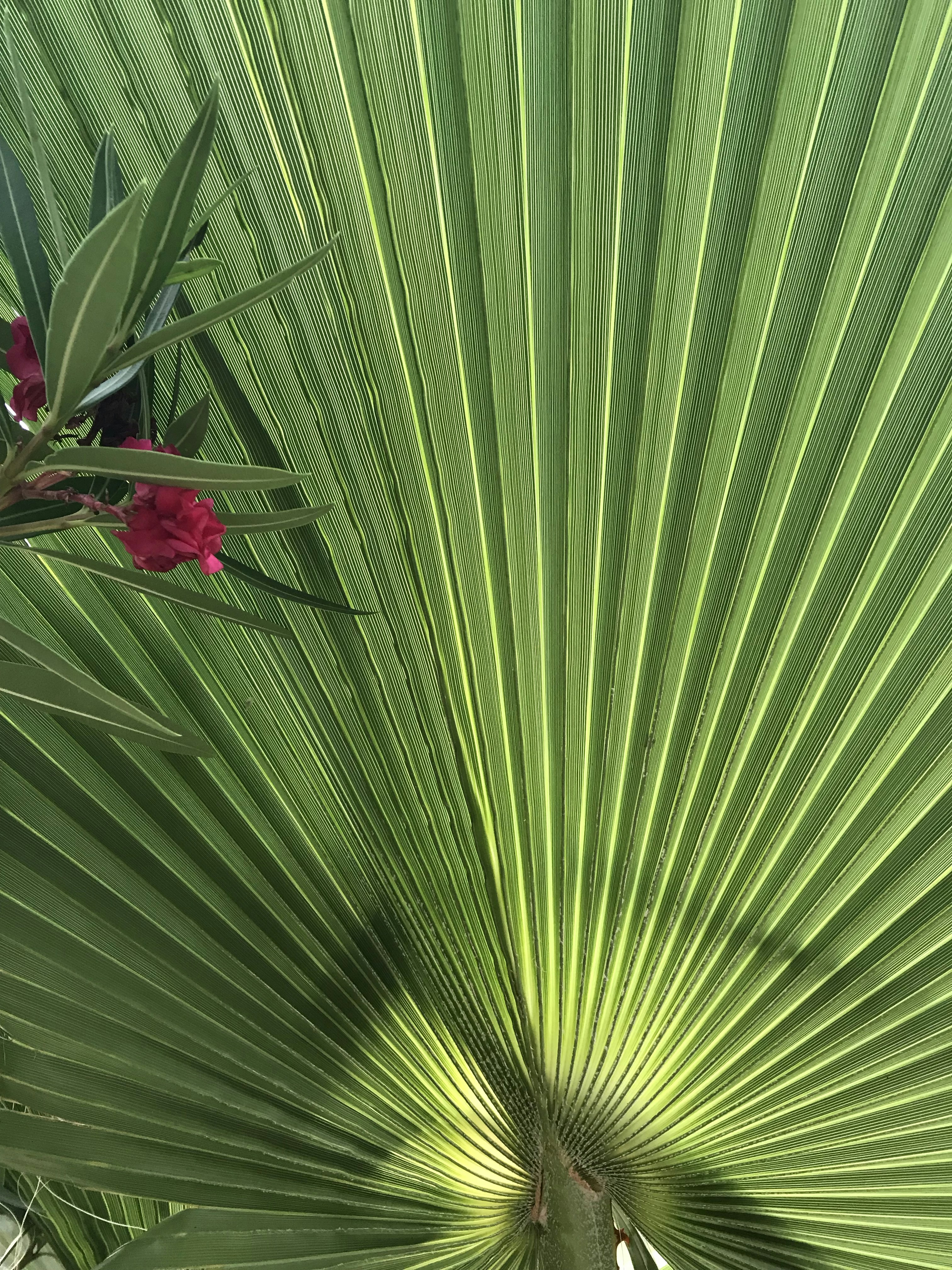 Close-up of a palm leaf displaying intricate patterns and vibrant green hues, with hints of red flowers peeking from the side.