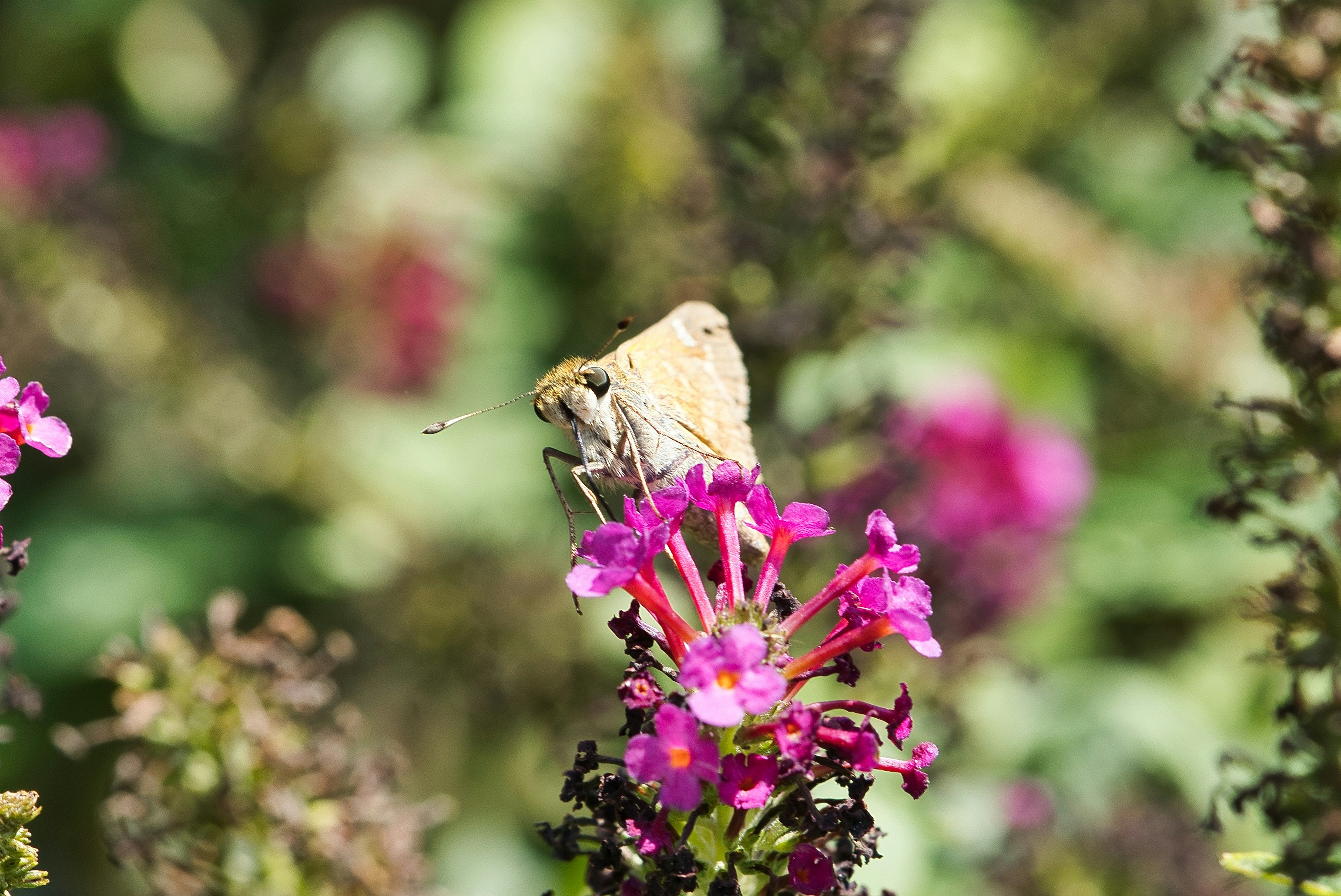 Hovering Among Magenta Blooms: A Butterfly's Moment