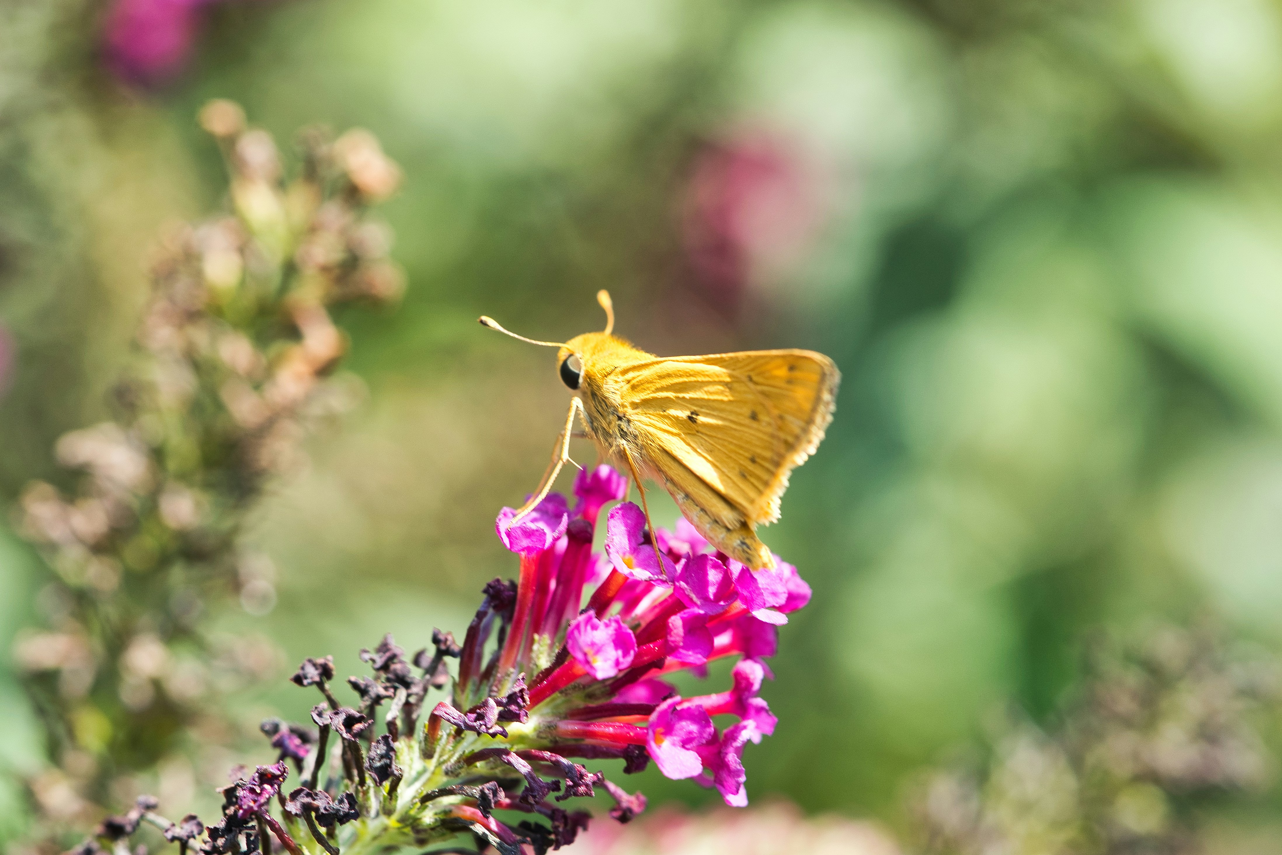 Amber Skipper on Magenta Blooms: a Sunlit Garden Moment