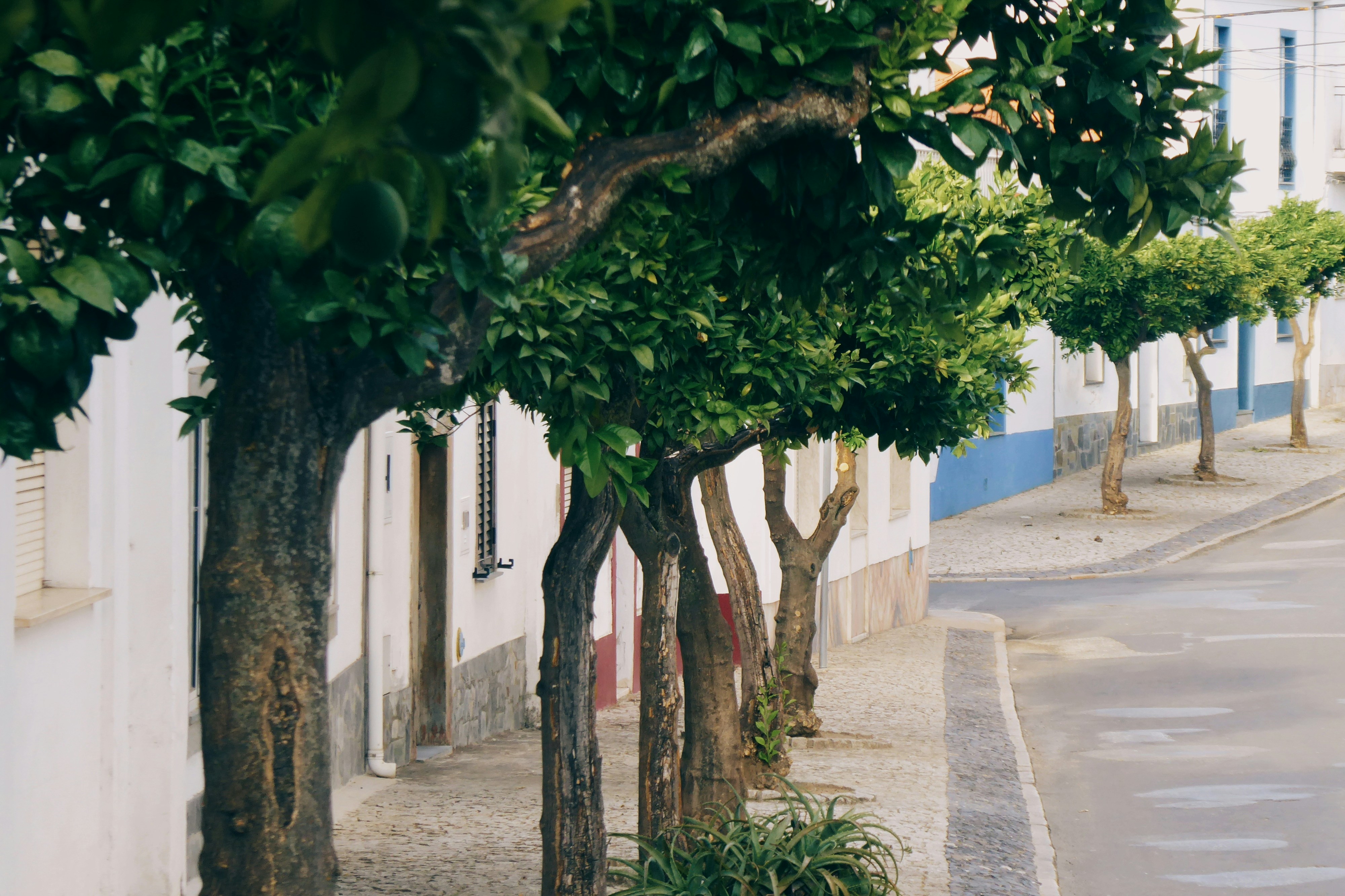 Row of trees bending over a quiet street beside white walls and cobblestone sidewalk.