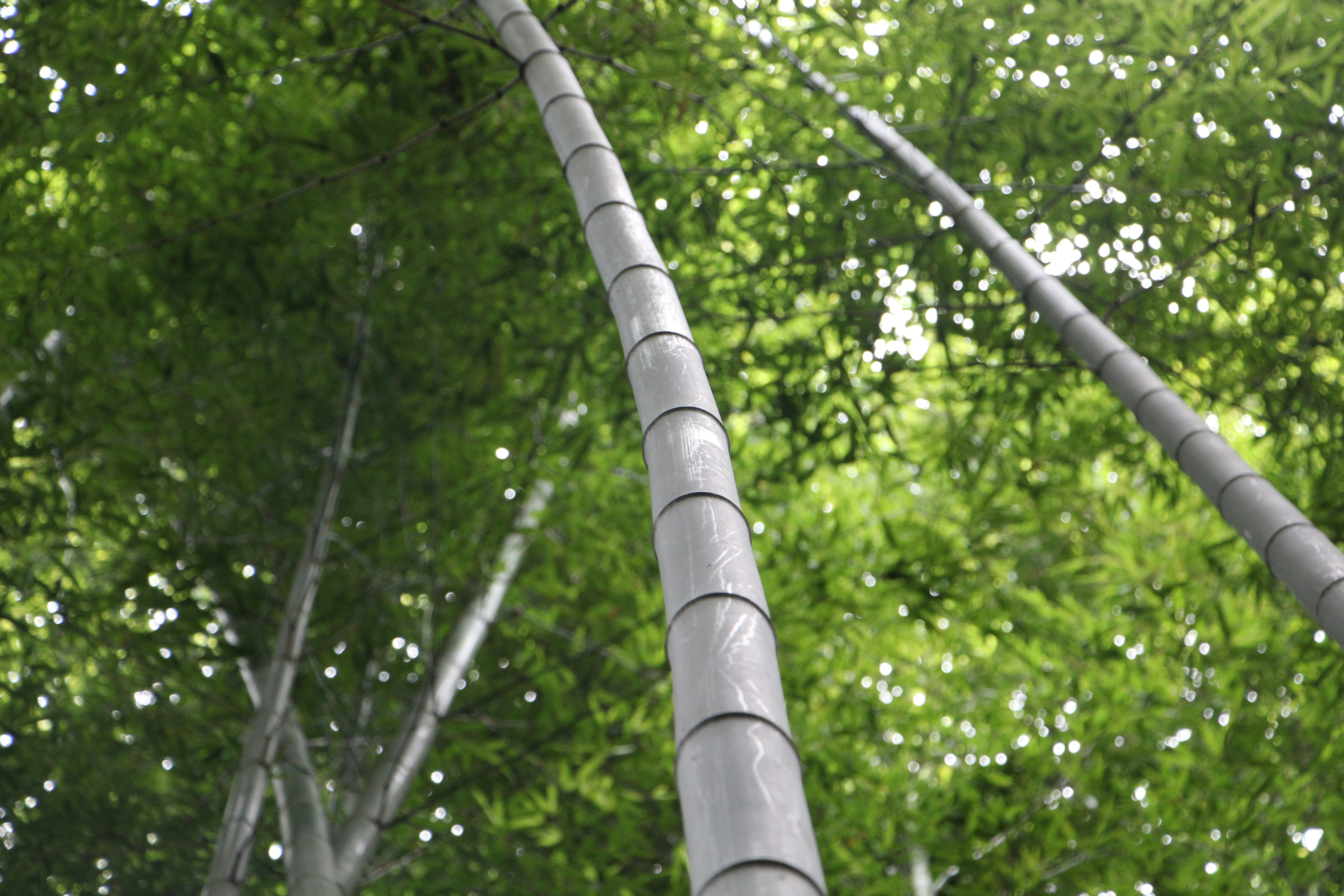 Ribbed Steel Poles Ascend Through a Sunlit Jade Canopy