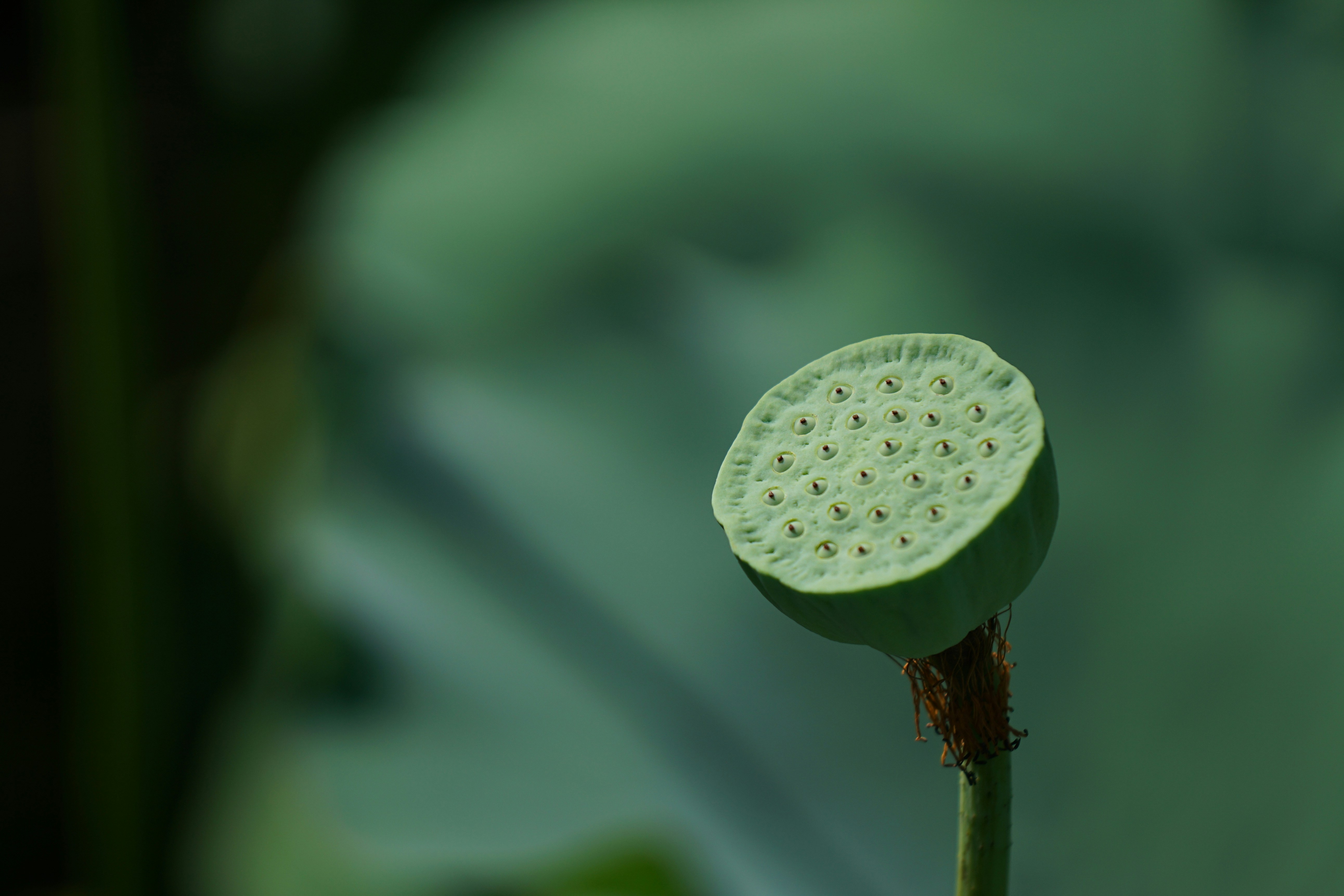 lotus