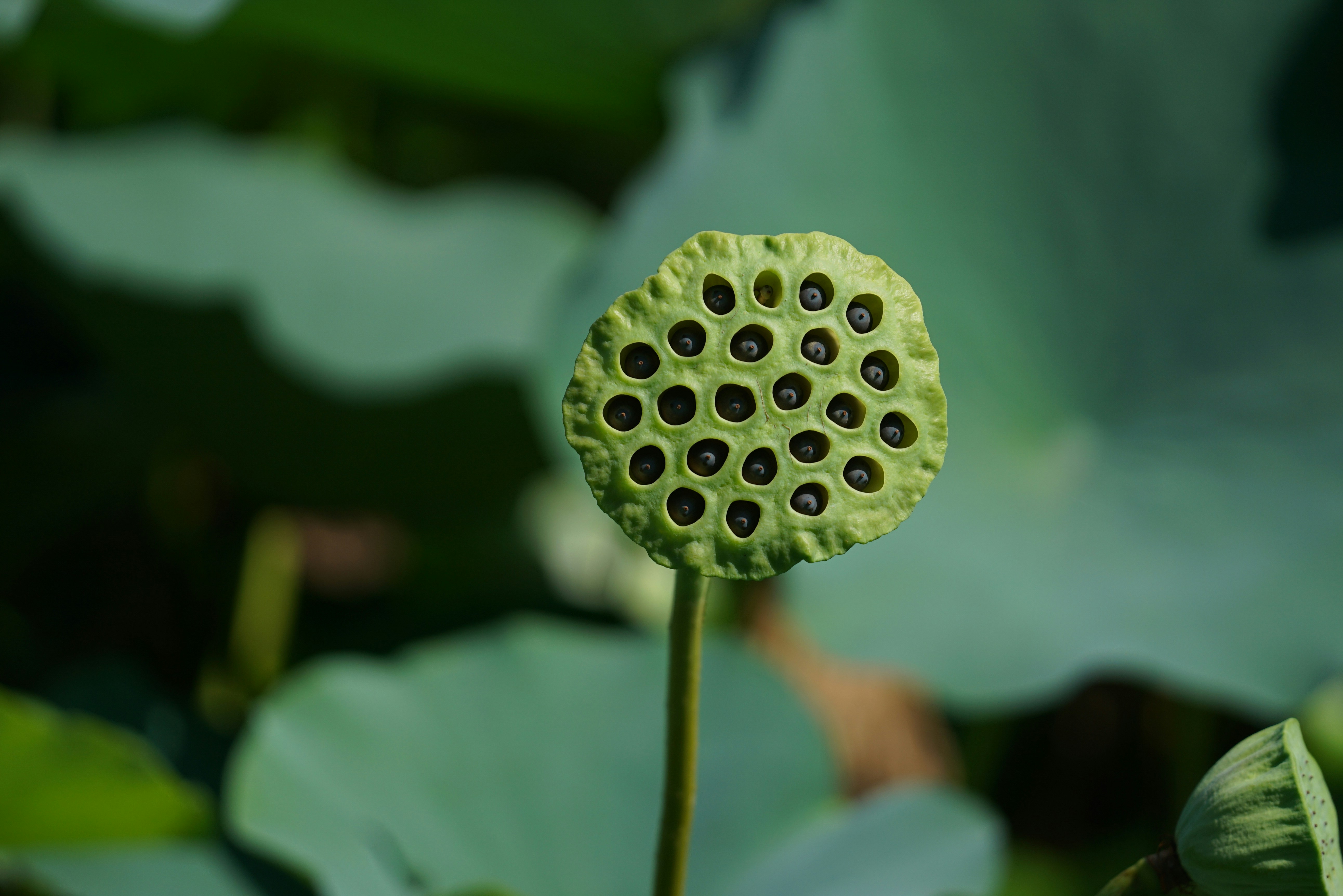 Lotus pads in macro photography photo – Free Plant Image on Unsplash