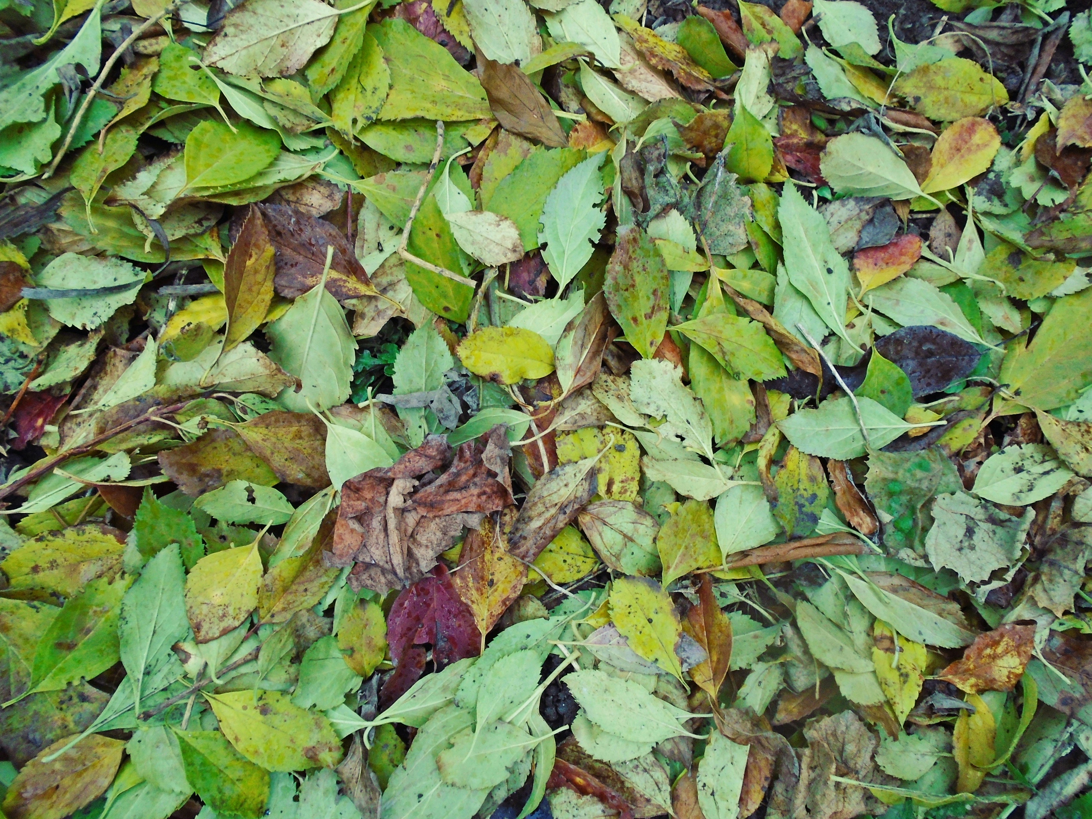 Colorful array of fallen leaves in various shades, creating a natural carpet on the ground.