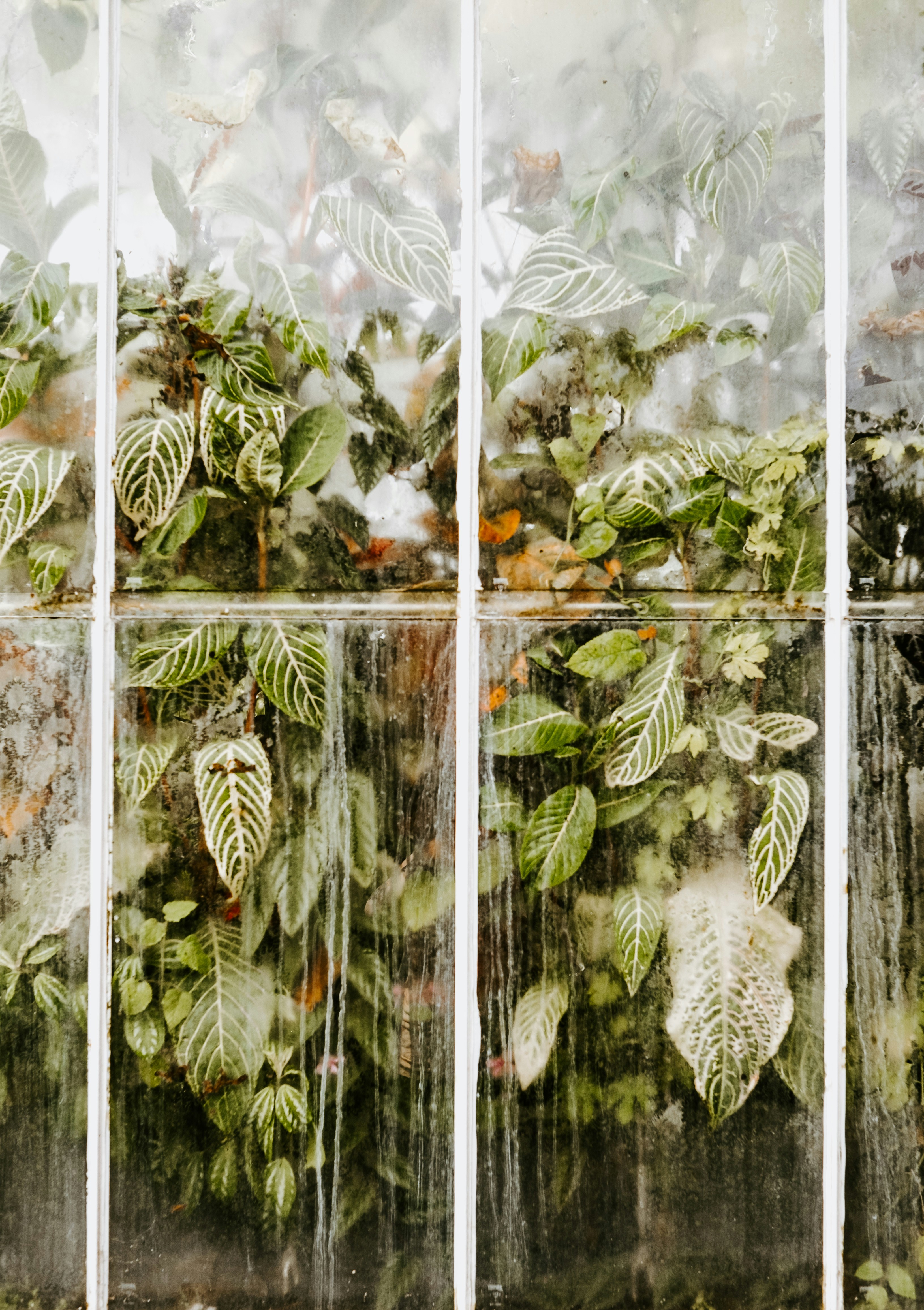 Plans behind glass window photo – Free Plant Image on Unsplash