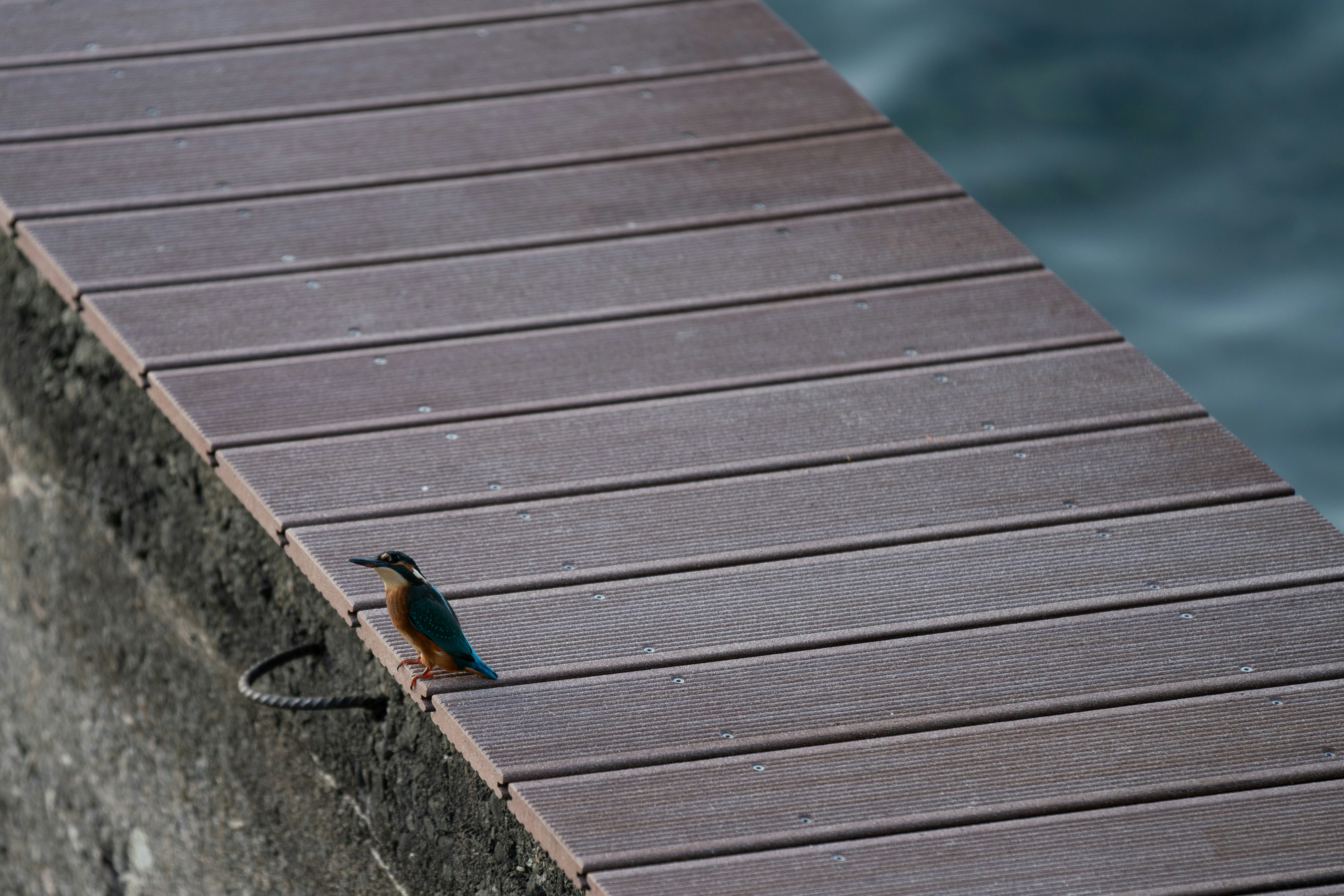 Kingfisher on the Pier: Subtle Colors, Quiet Gaze