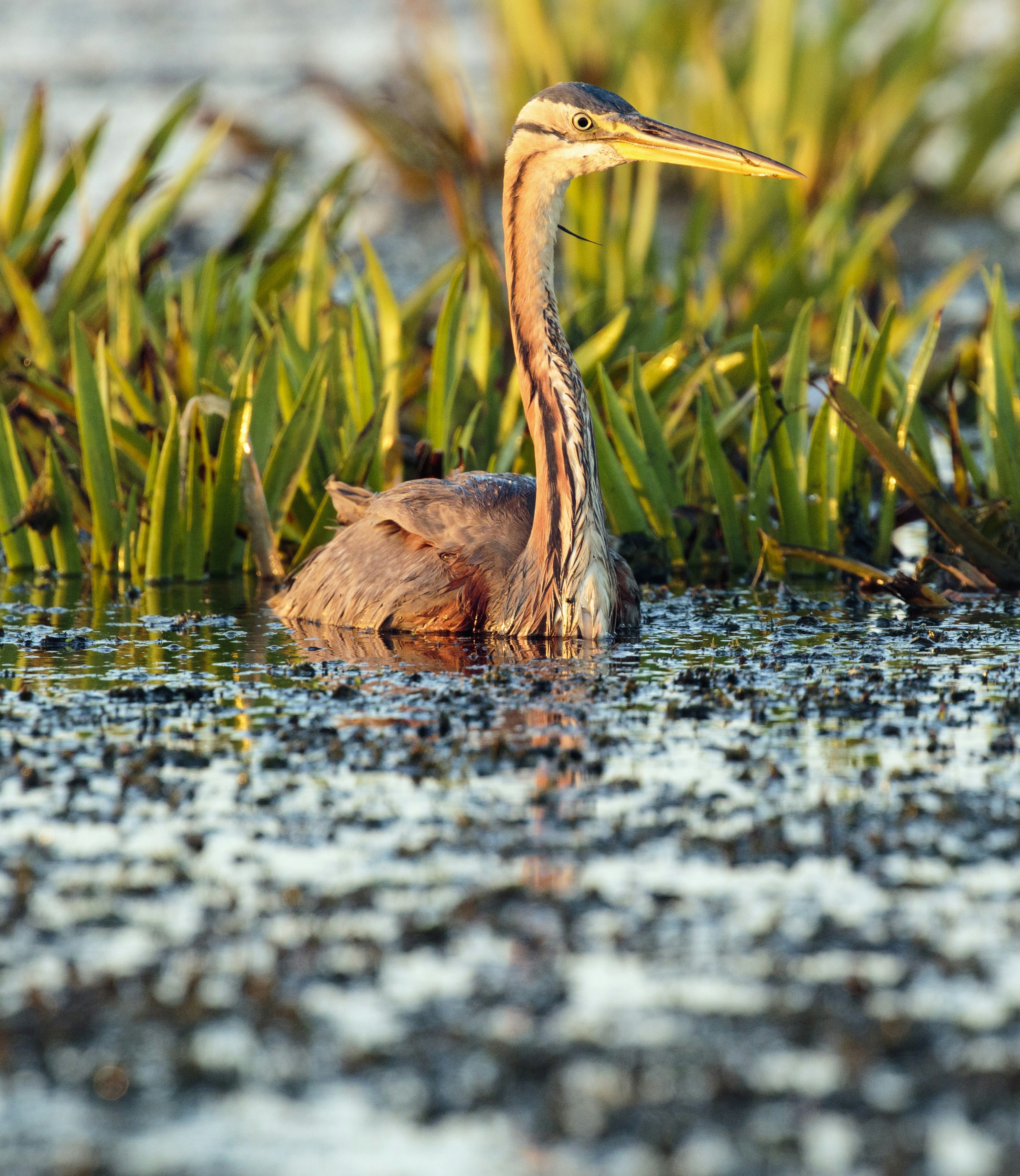 Dawn-Lit Marsh Heron Among Reeds