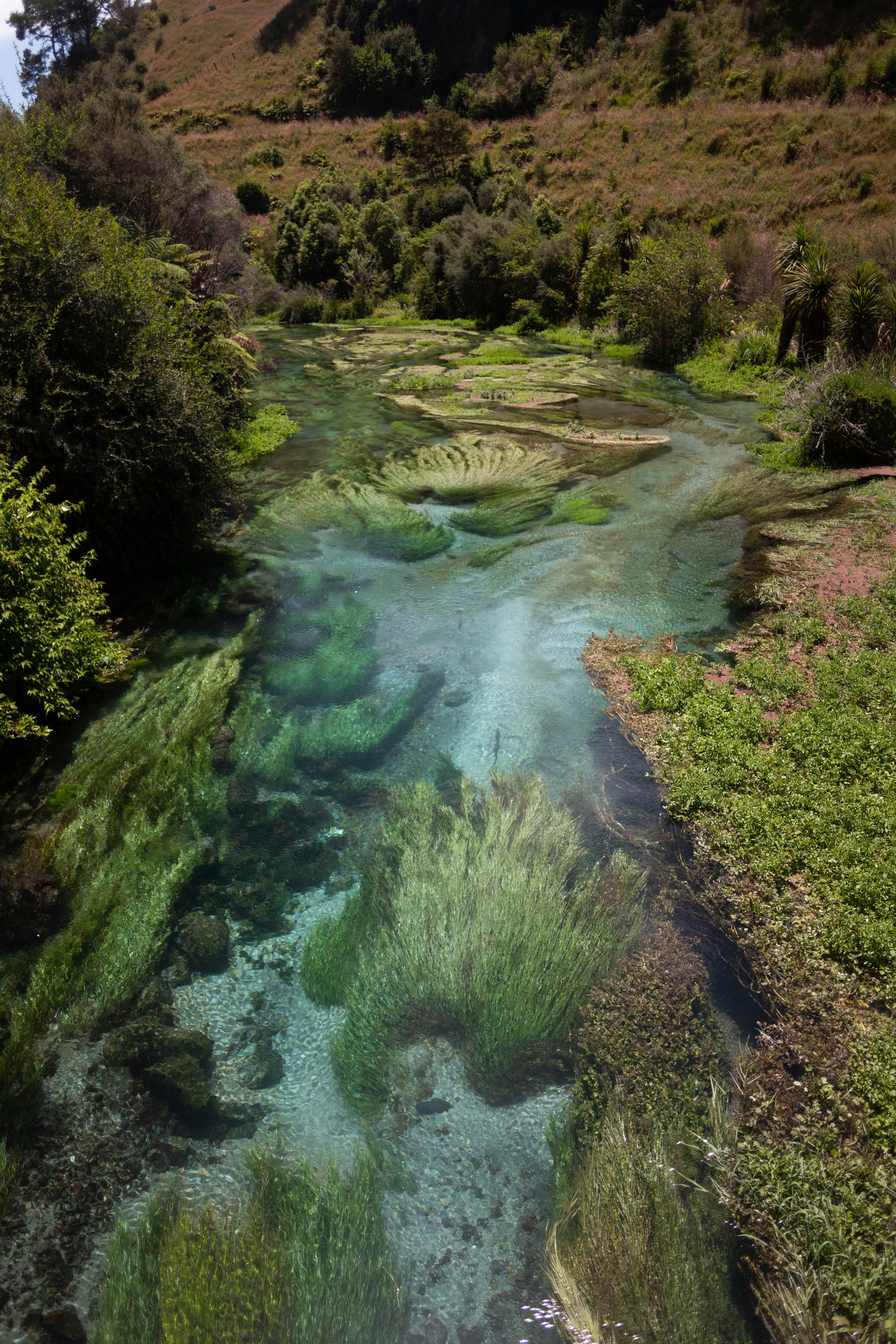 Crystal-clear stream meanders through lush green vegetation, revealing intricate patterns of aquatic life beneath the surface.