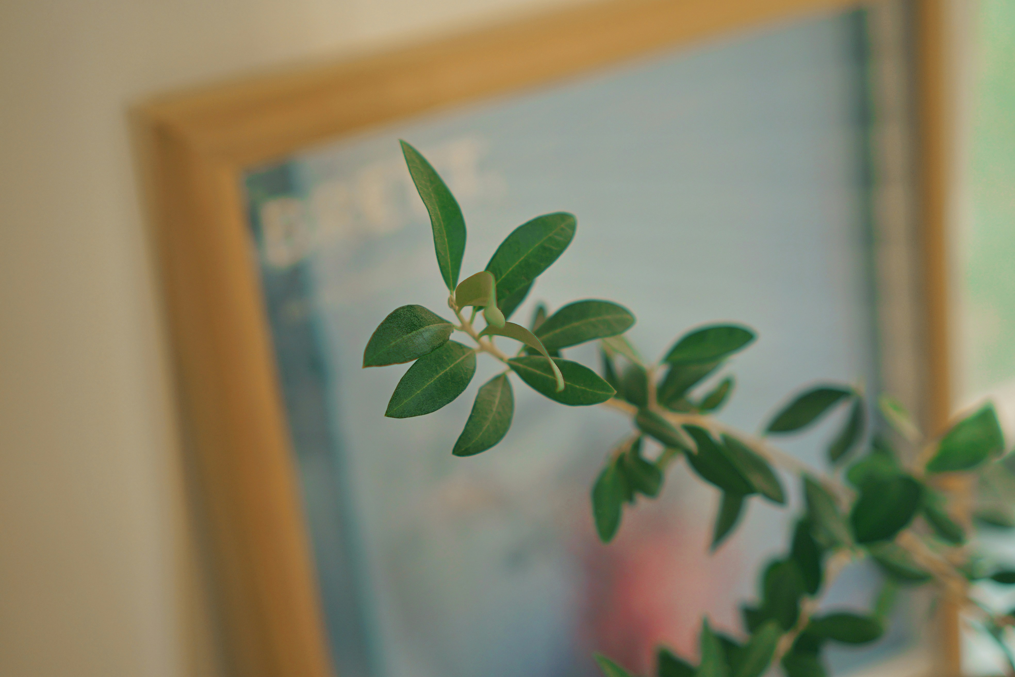 Branching Green: A Close-Up of a Delicate Foliage Moment