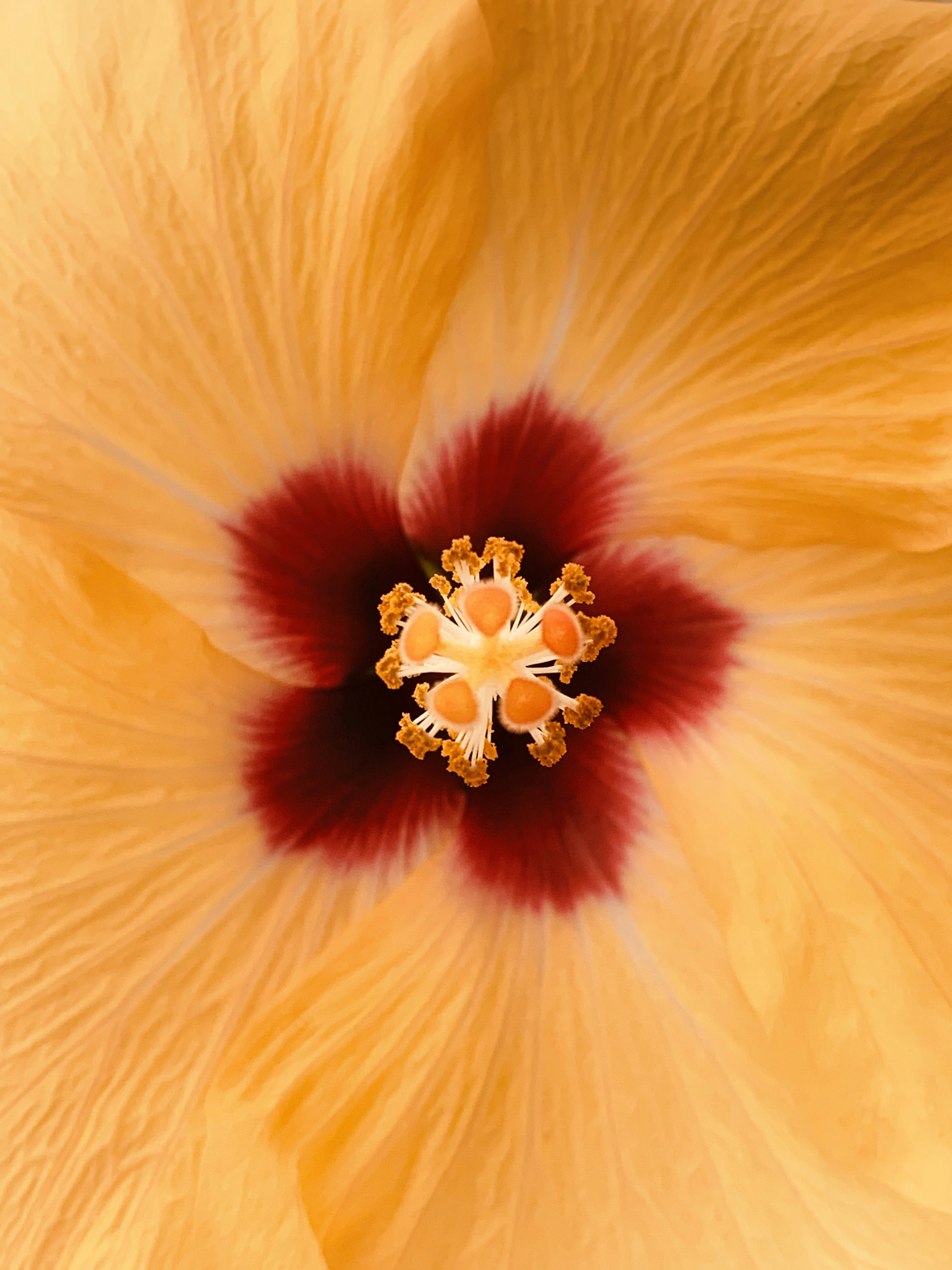 Close-up of a hibiscus flower showcasing its vibrant yellow petals and striking red center with delicate stamen. 