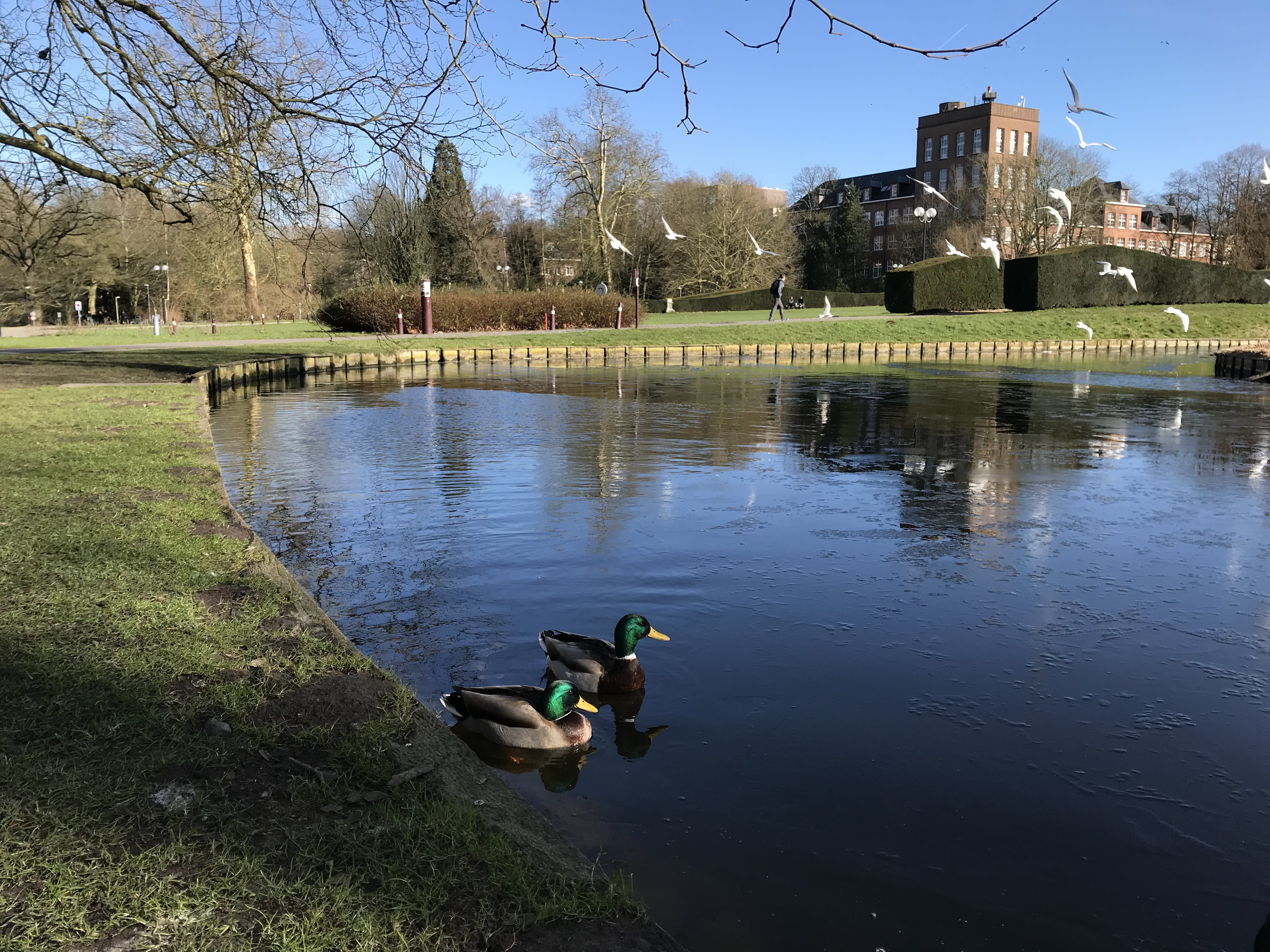 Winter Serenity at the Urban Pond