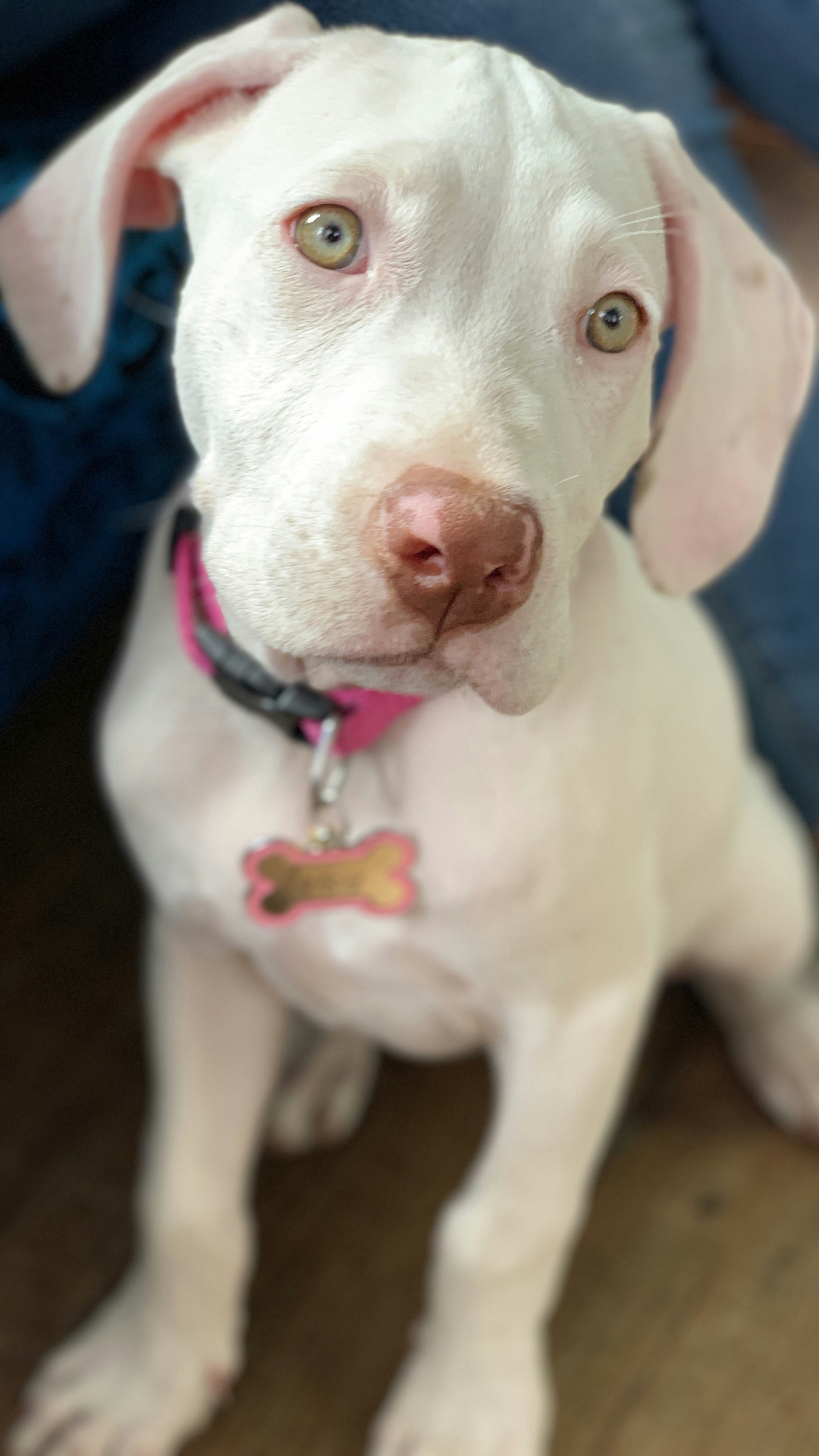 Puppy's Curious Gaze at Home