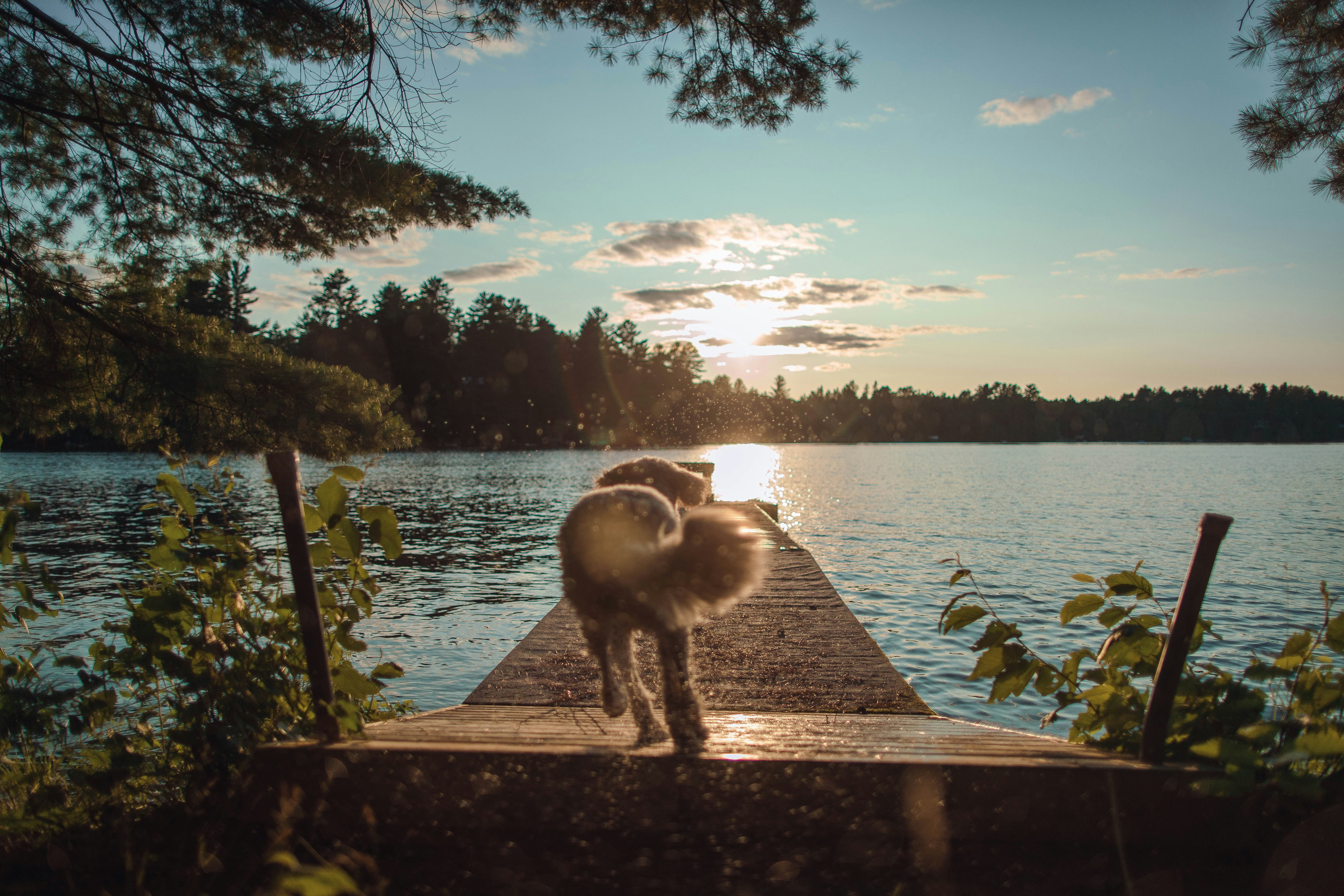Dusk on the Dock: A Fluffy Wanderer Faces the Quiet Lake