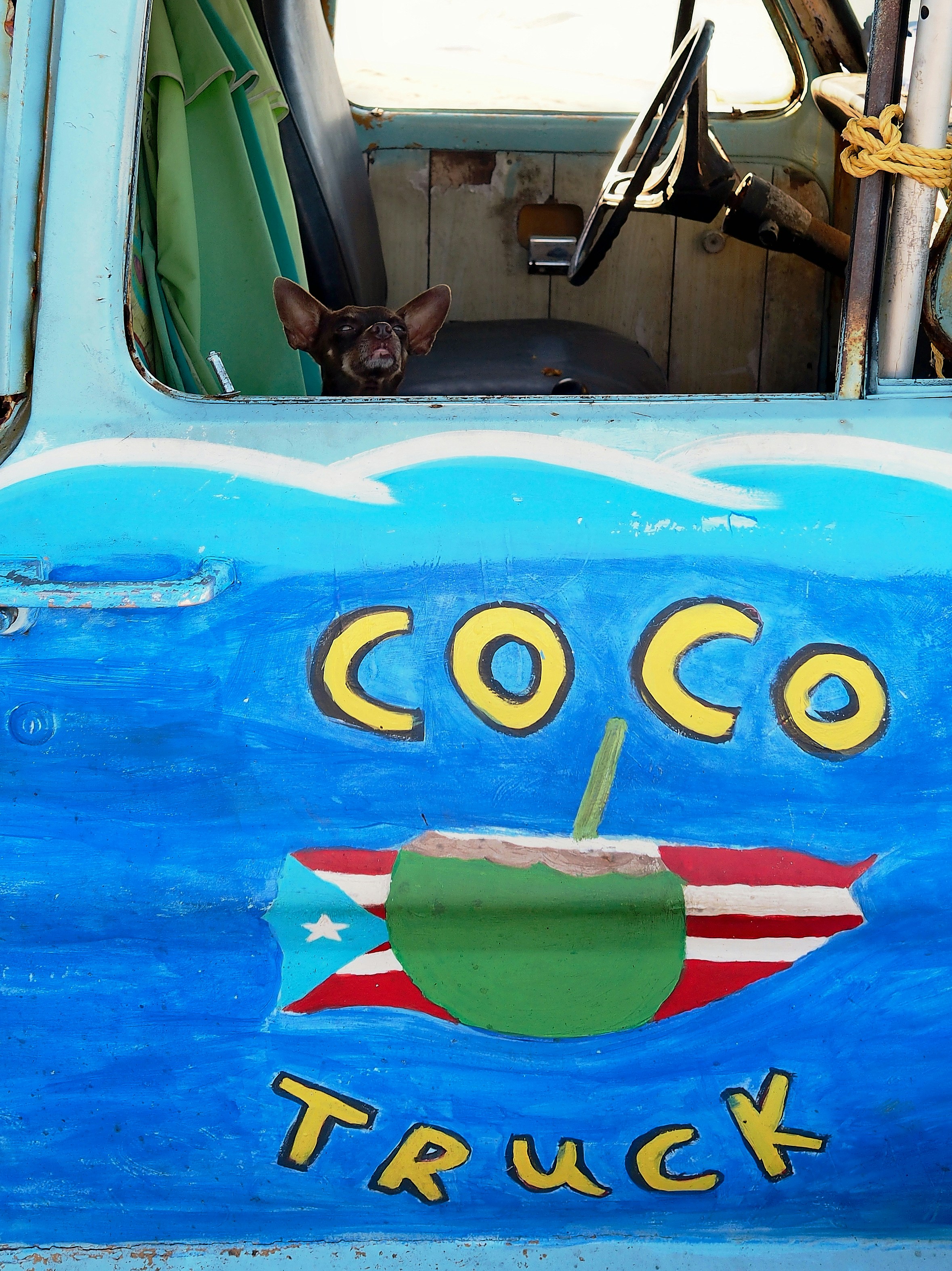 Coco Truck's Prowl: A Curious Pup in a Caribbean-Blue Cab