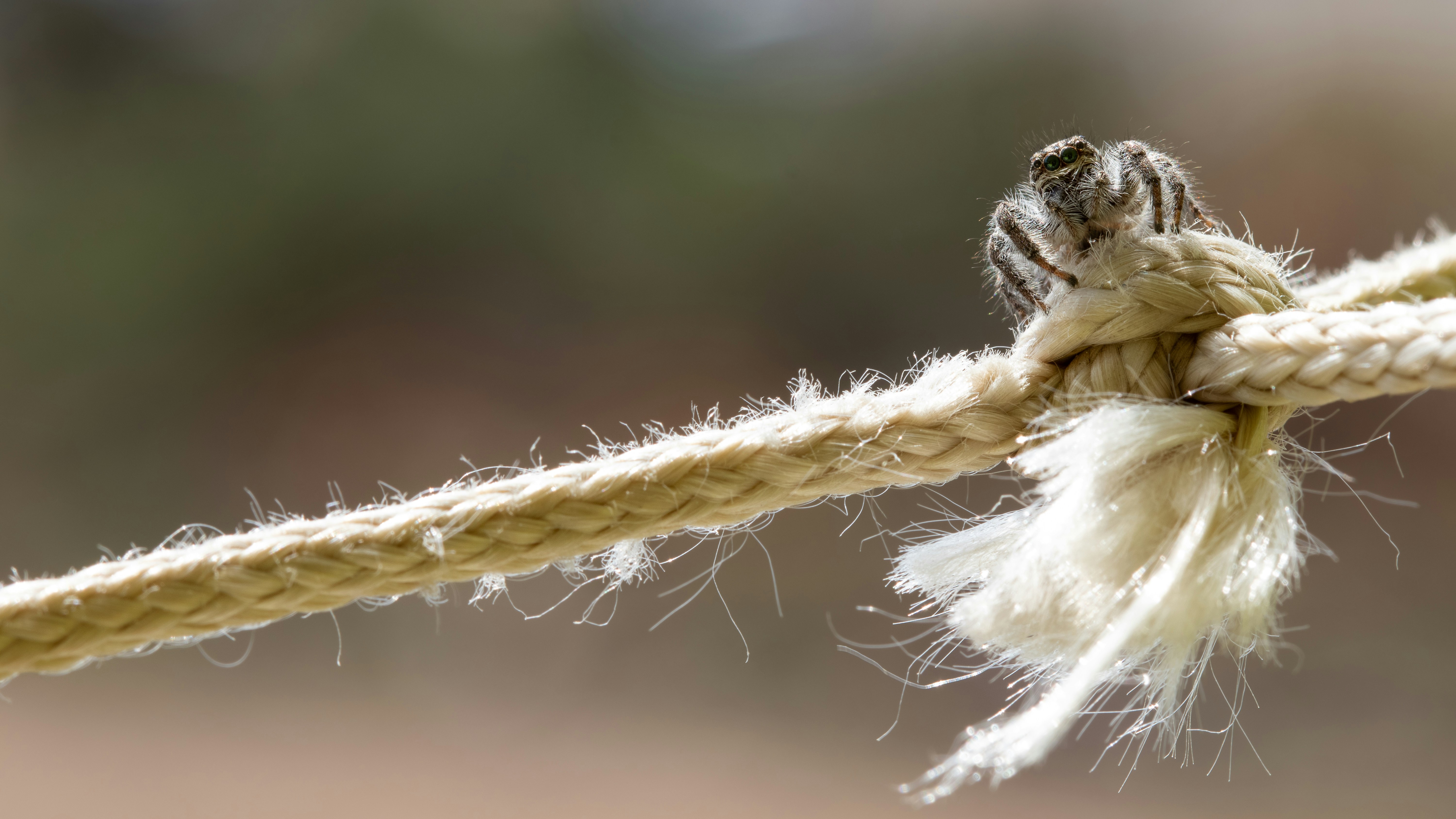 Knot in Focus: Weathered Rope Fraying at the Edge