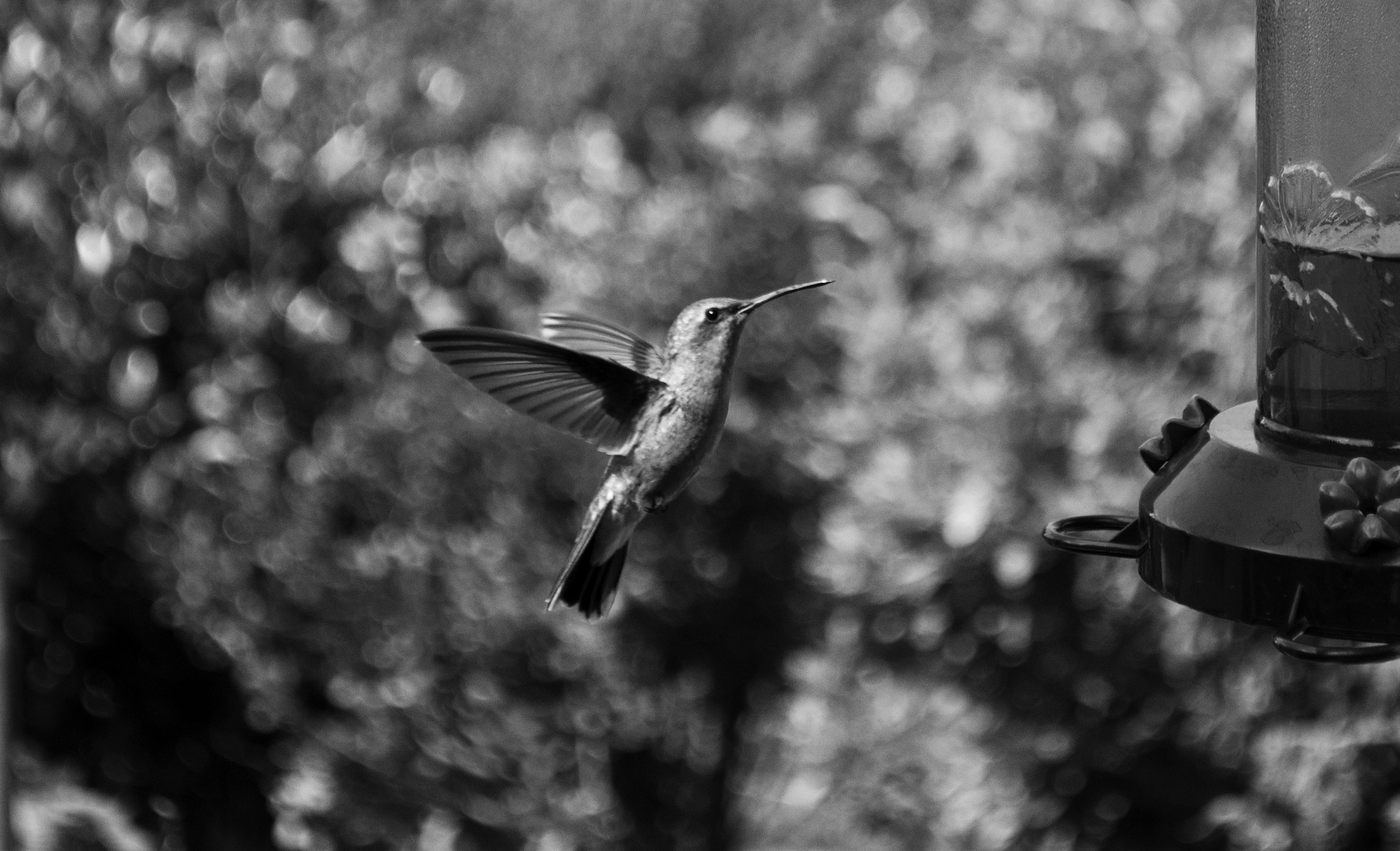 Foto Fotografía en escala de grises del vuelo del colibrí – Imagen Gris ...