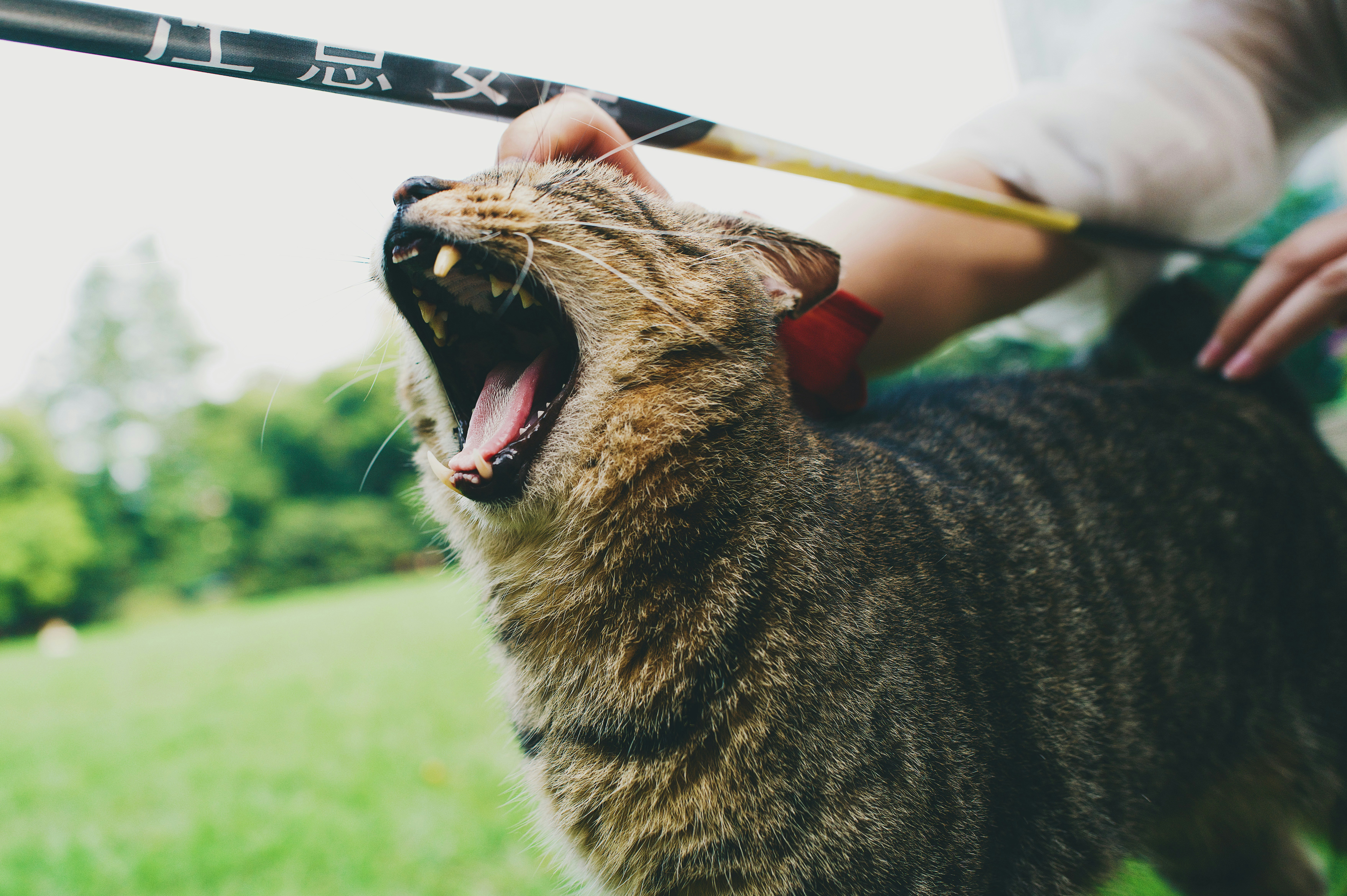 Mouth-Wide in the Meadow: a Tabby’s Sudden Snarl