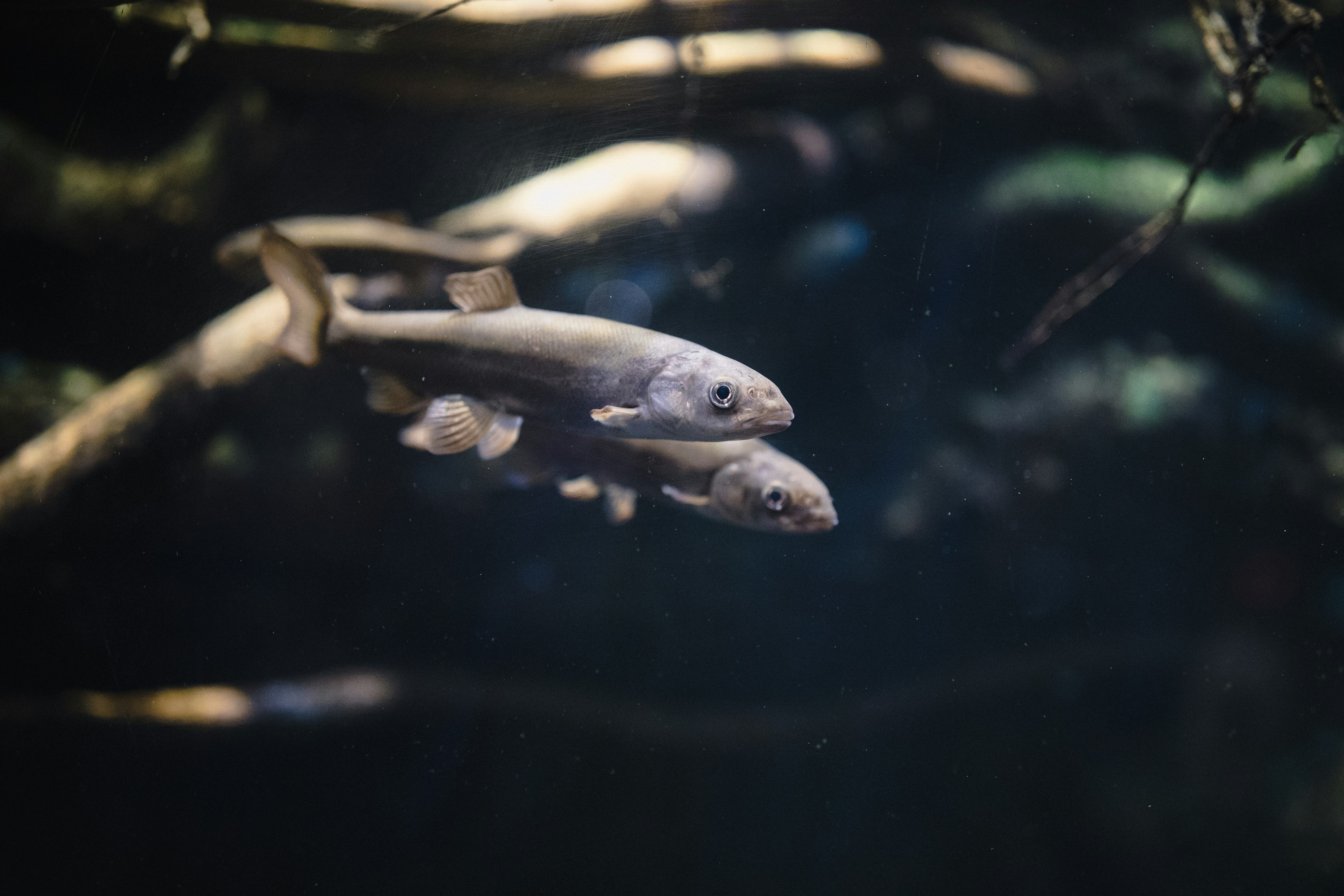Zwei graue Fische Foto – Kostenloses Bild zum Thema Grau auf Unsplash