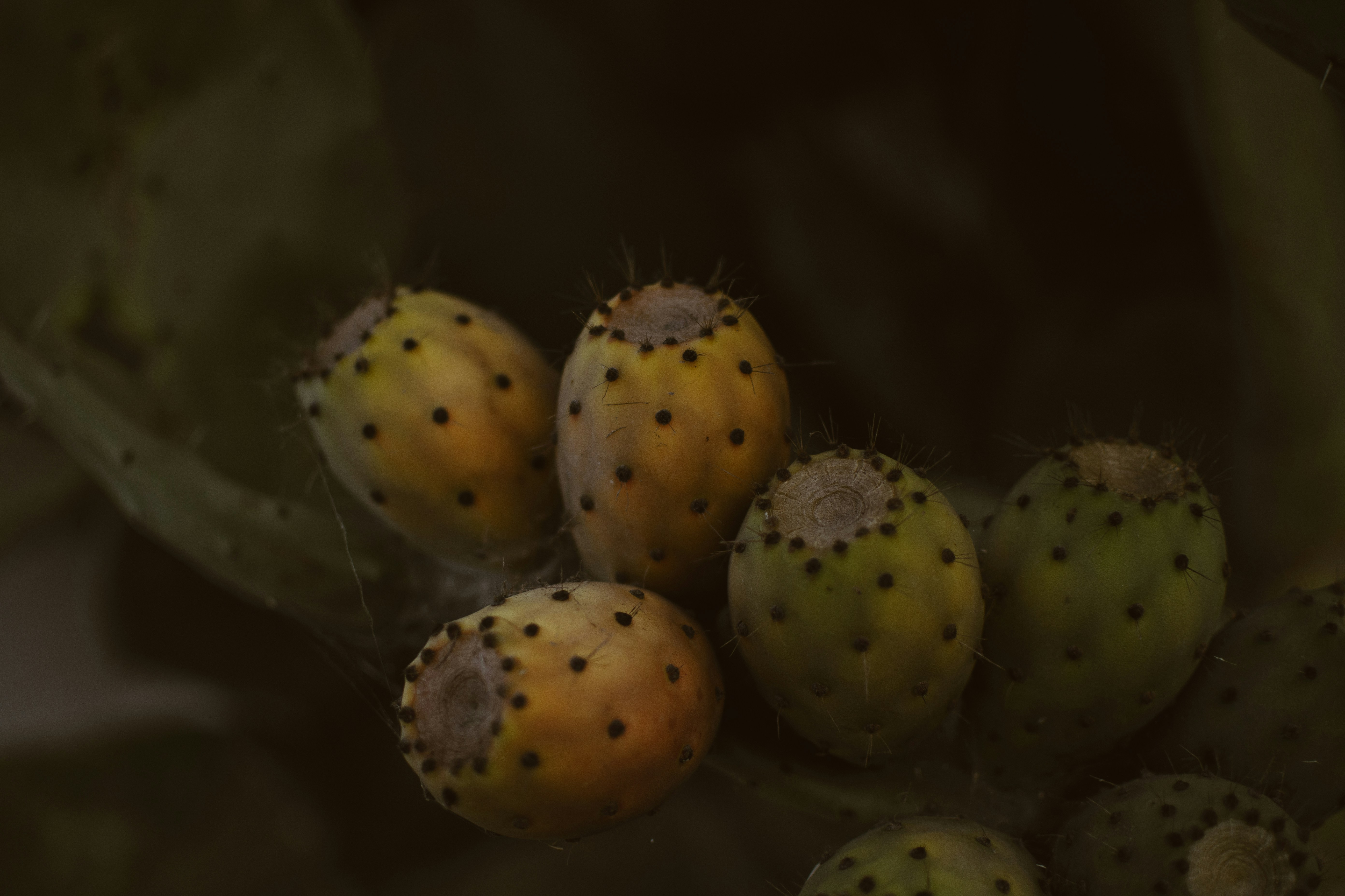 yellow fruit