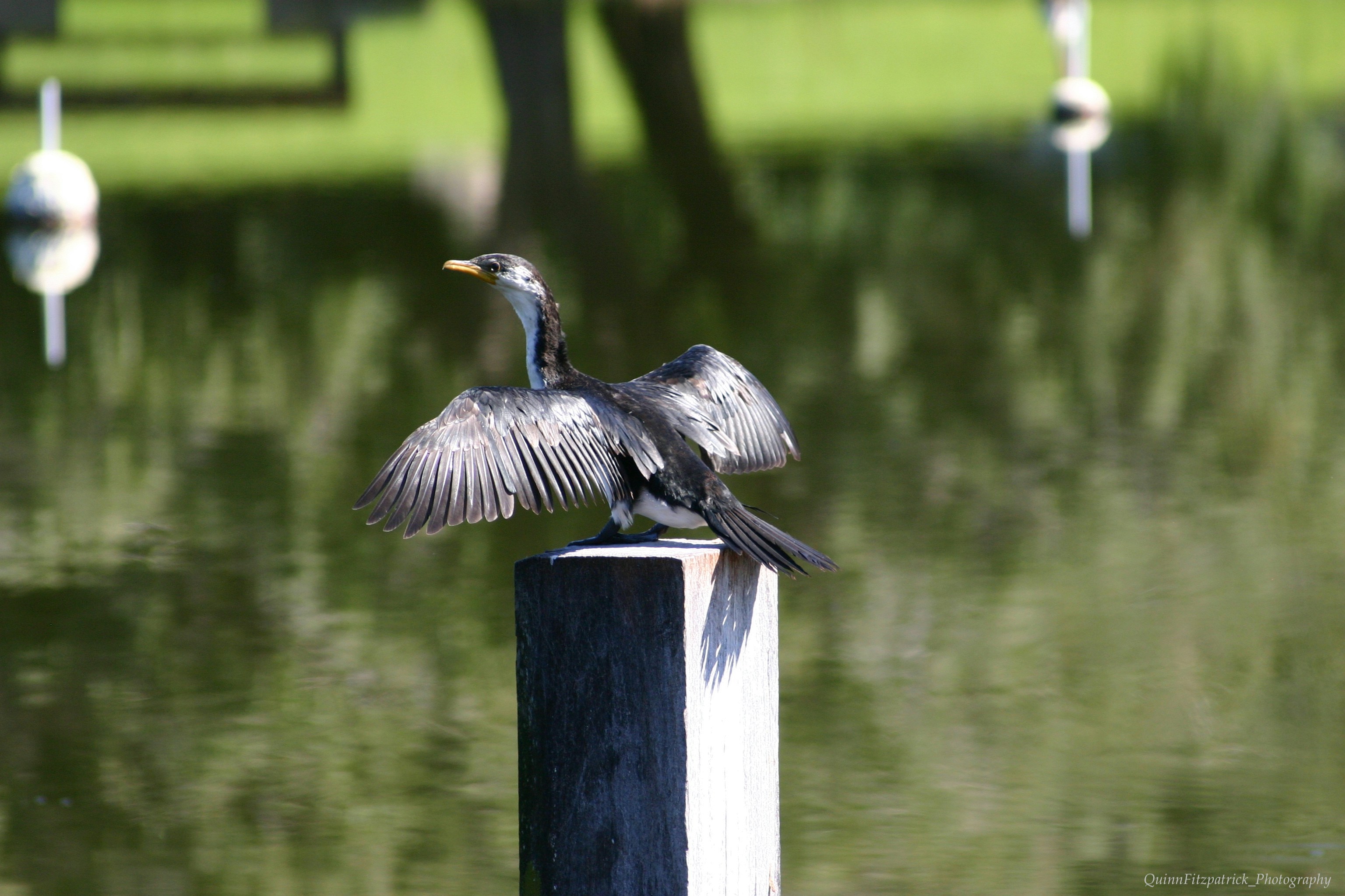 Winged Vigil on a Weathered Post