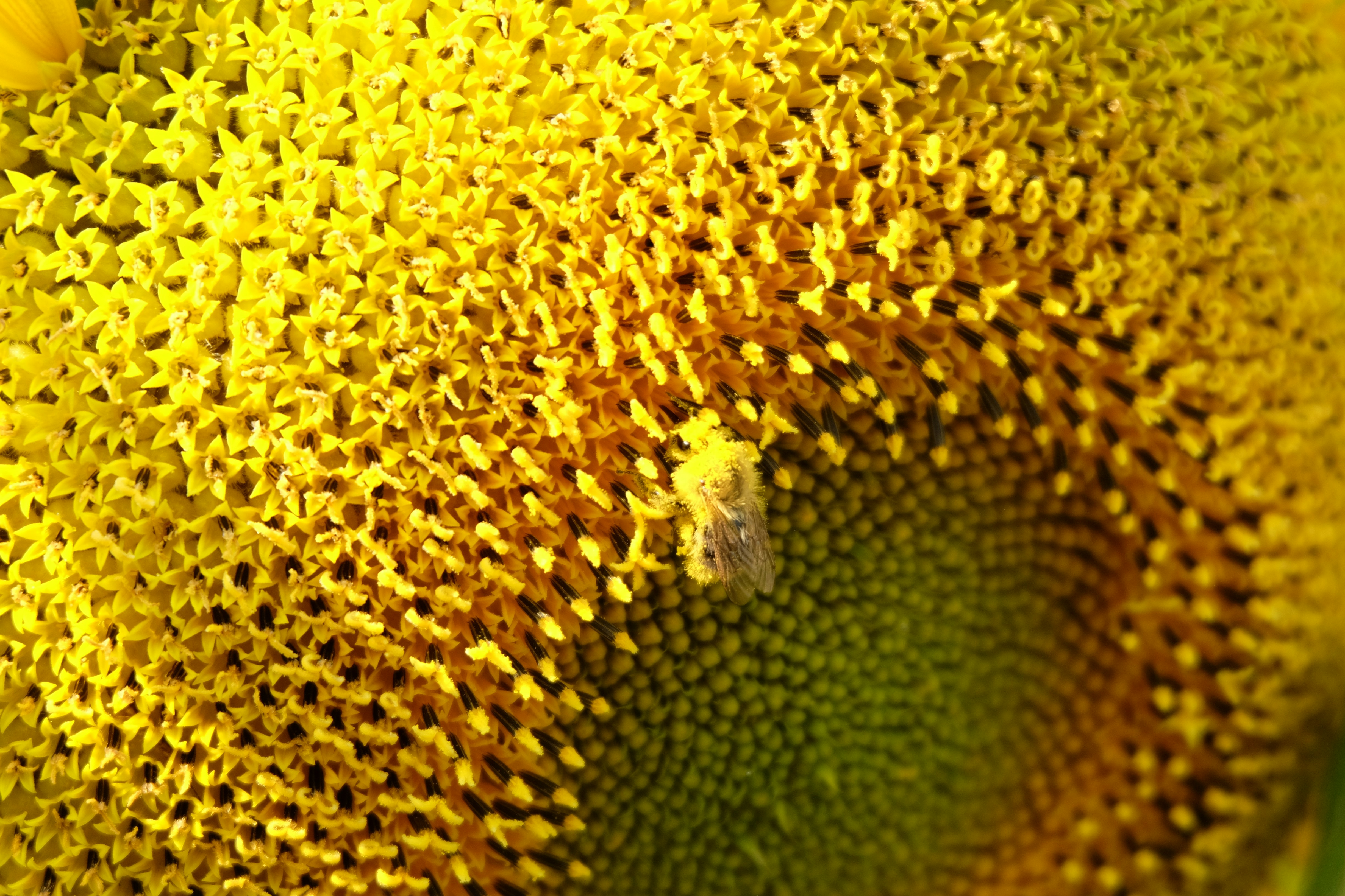 Close-up of a sunflower's intricate pattern with a bee collecting pollen in the center.