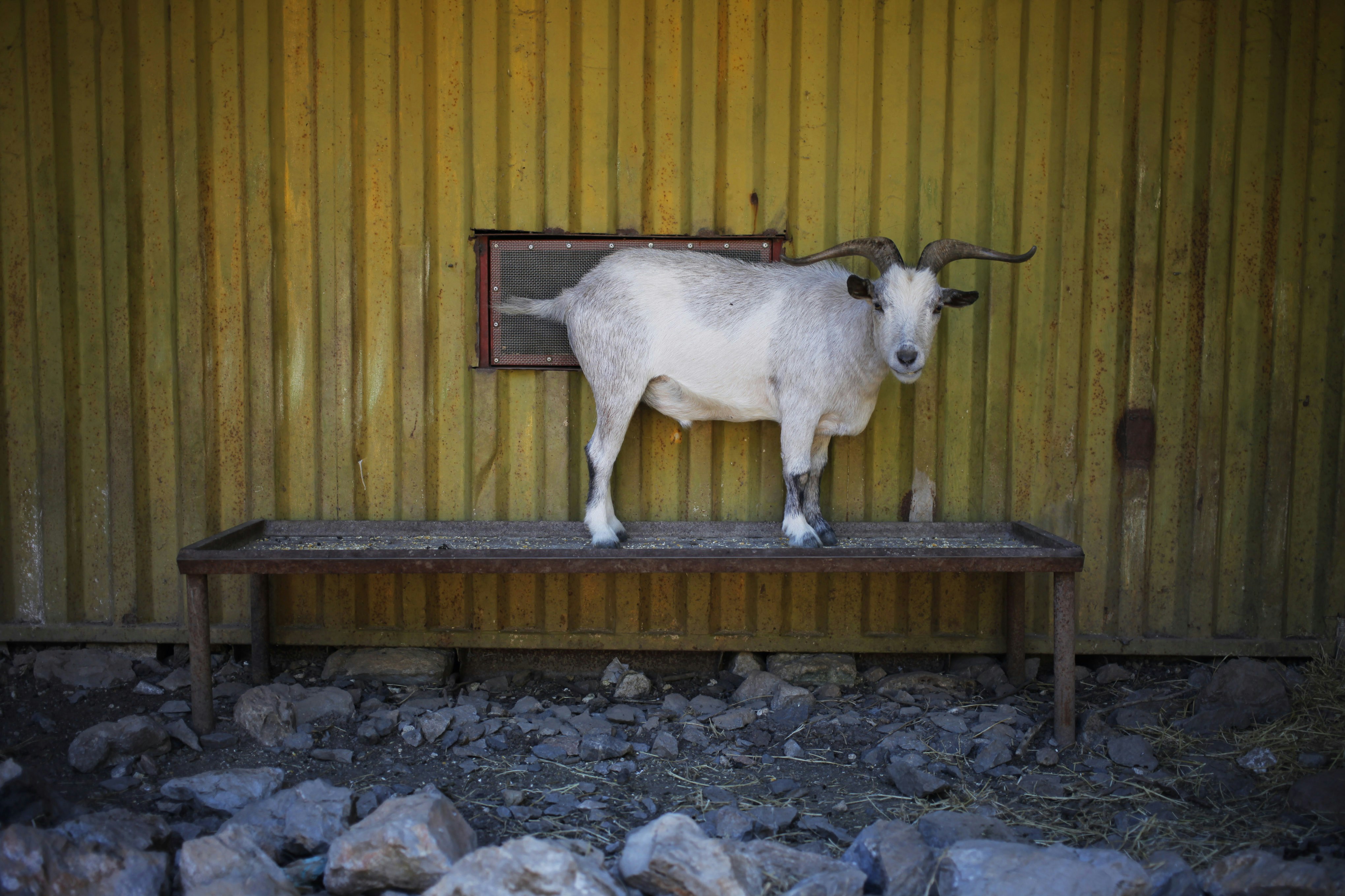 white bull