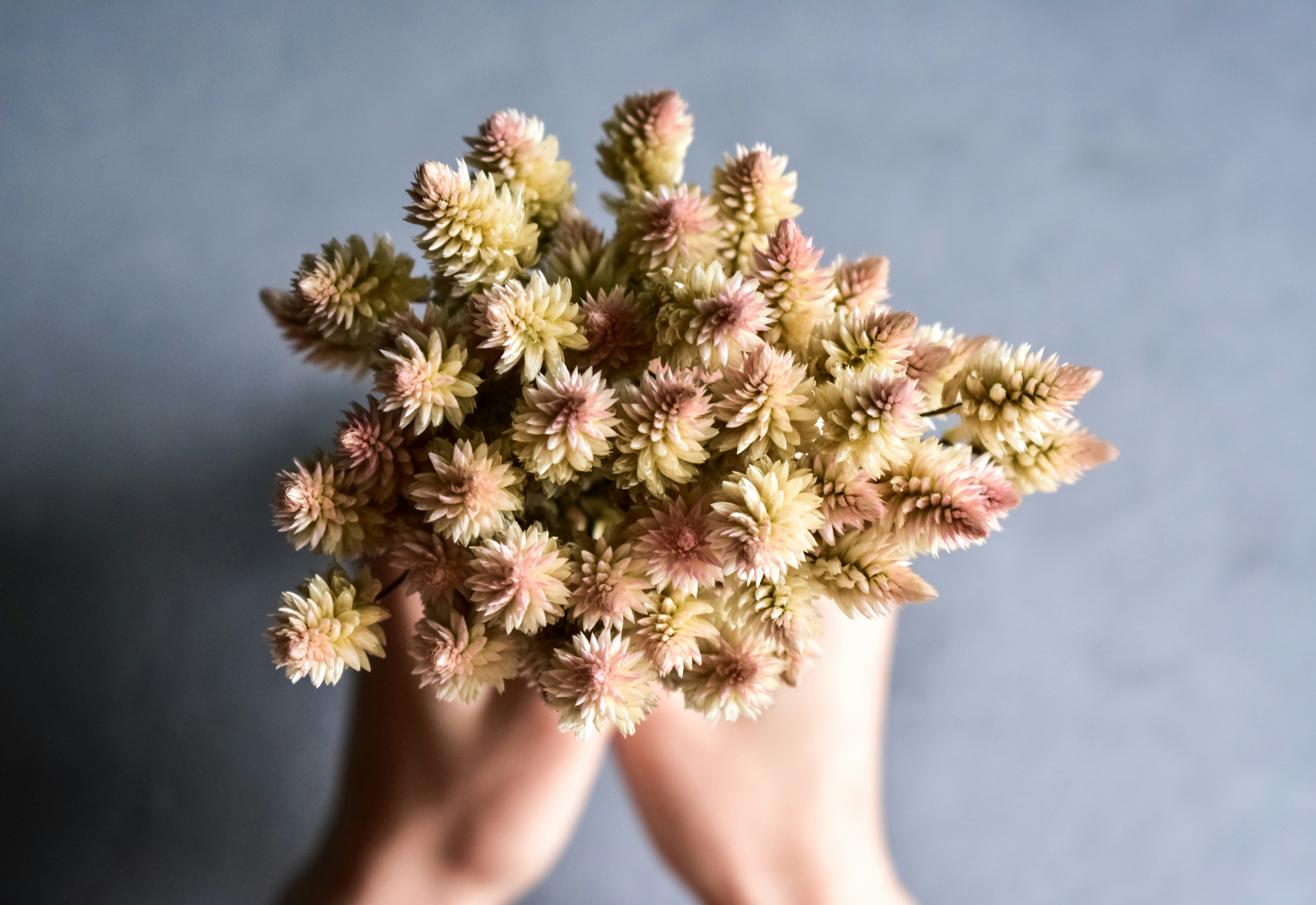 a person holding a bunch of flowers in their hands