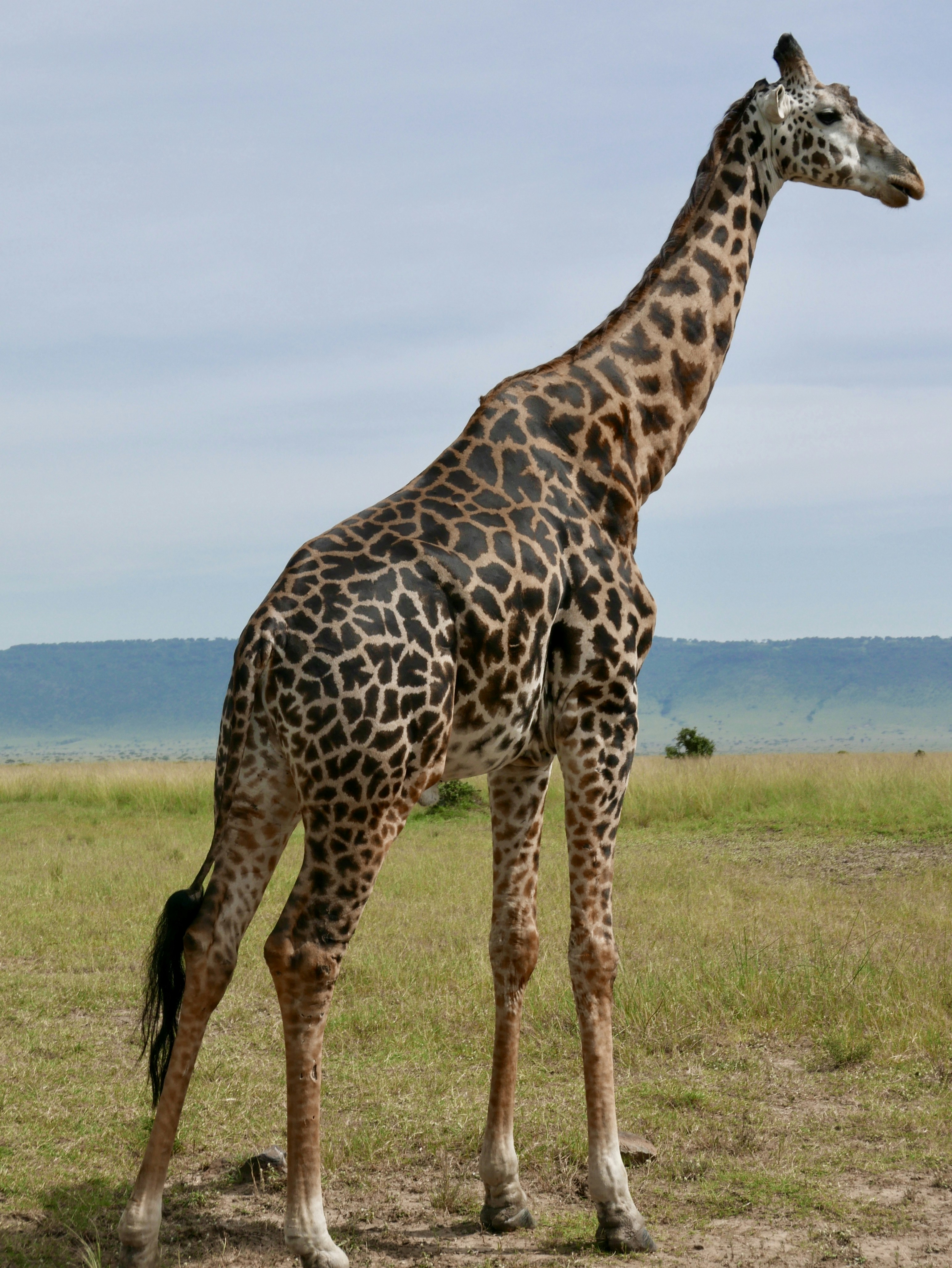 A giraffe stands elegantly in a vast grassland, its long neck reaching towards the sky, highlighting the beauty of its distinctive coat patterns.