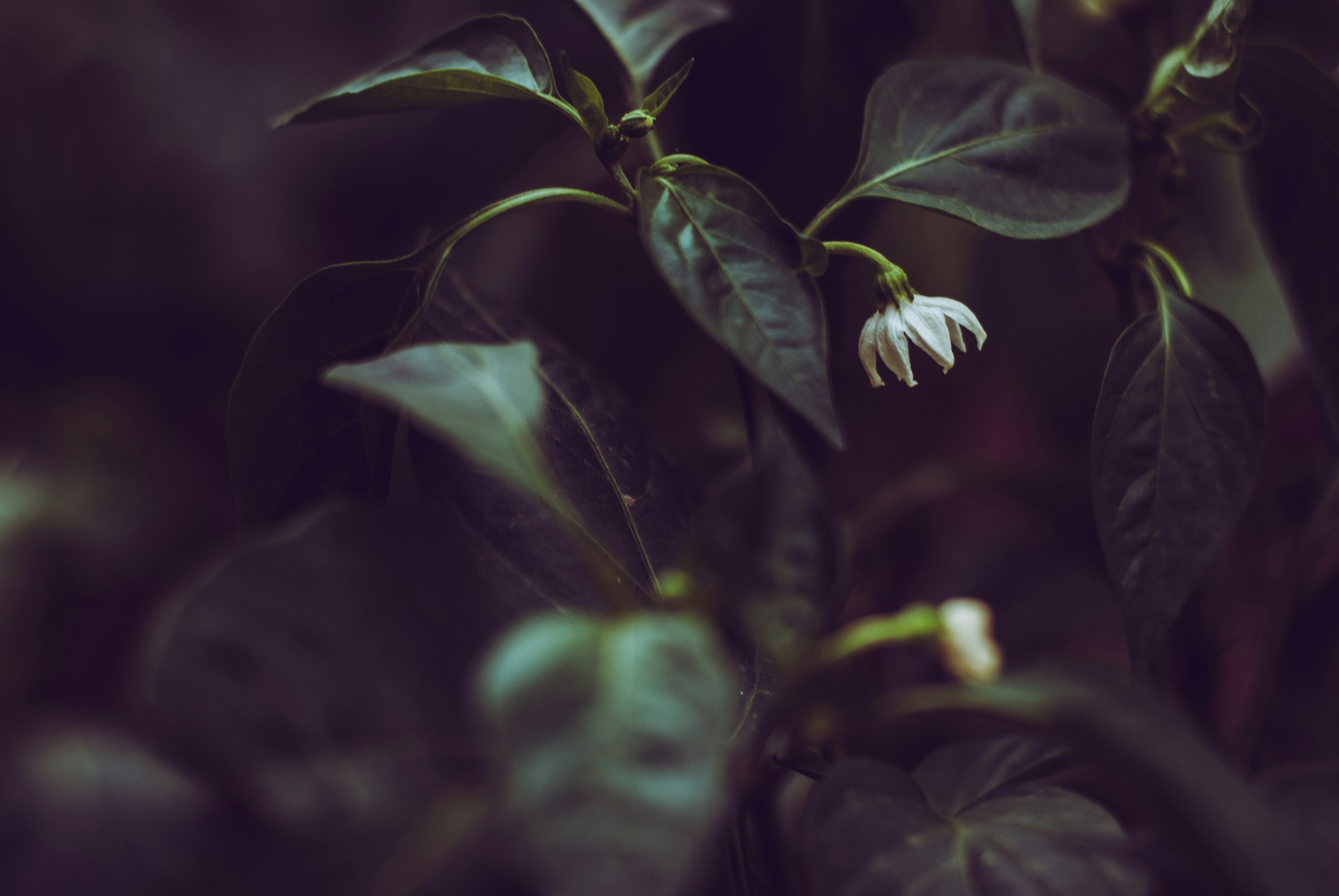 Delicate white flower peeking through lush green leaves in a dimly lit setting.