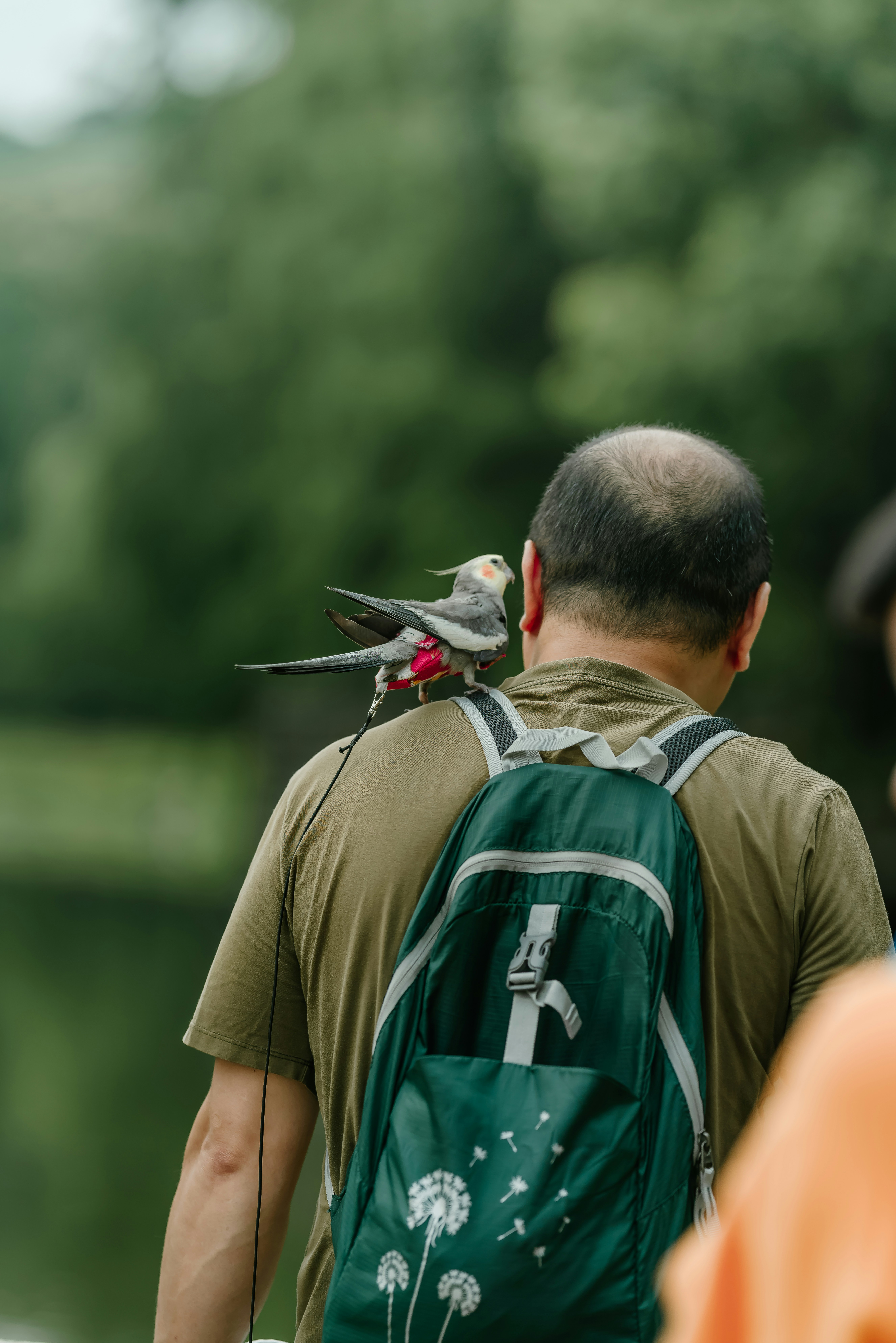 Perched Messenger on a Hiker's Shoulder