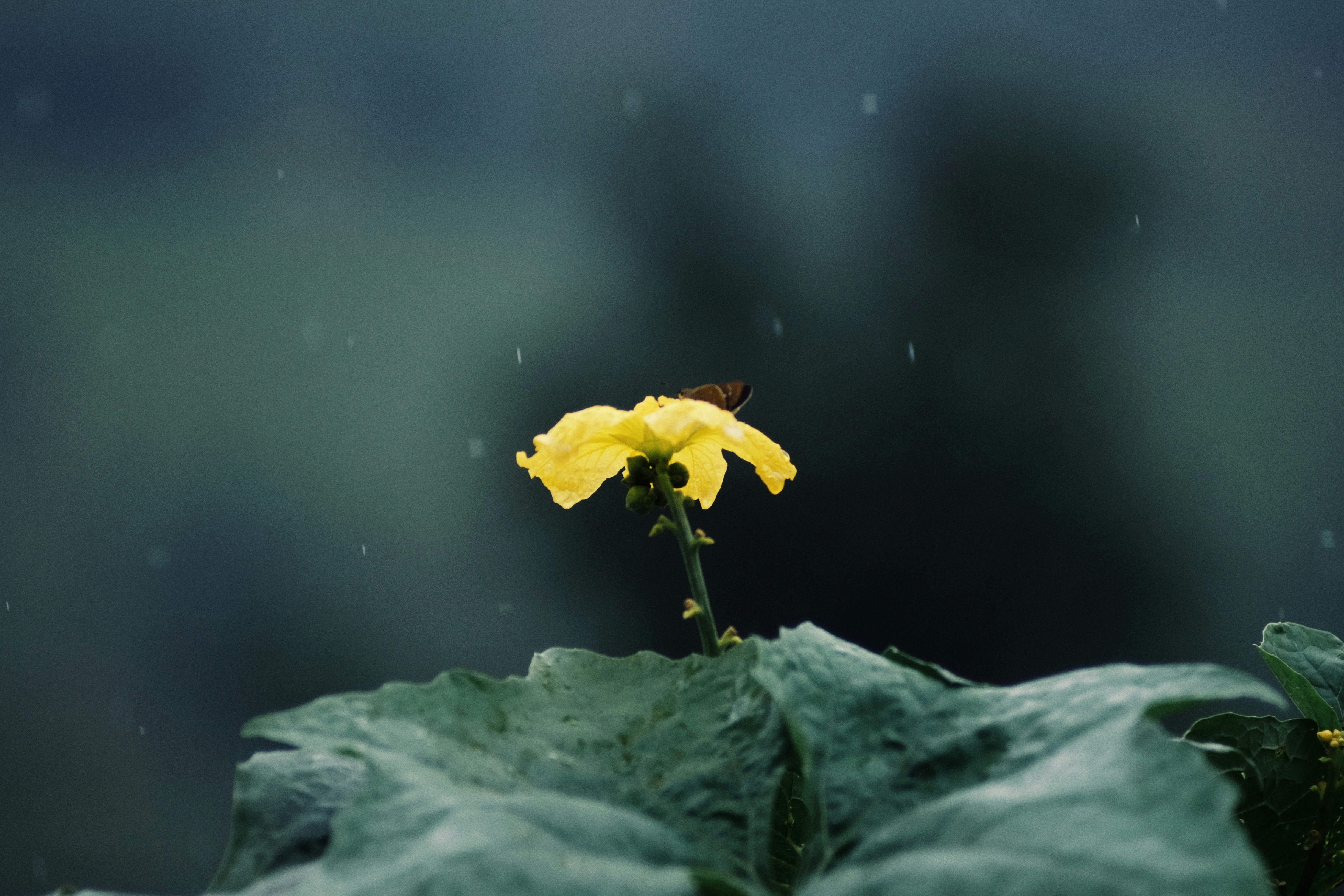 Rain-kissed Yellow Blossom Rising Above Wet Greenery