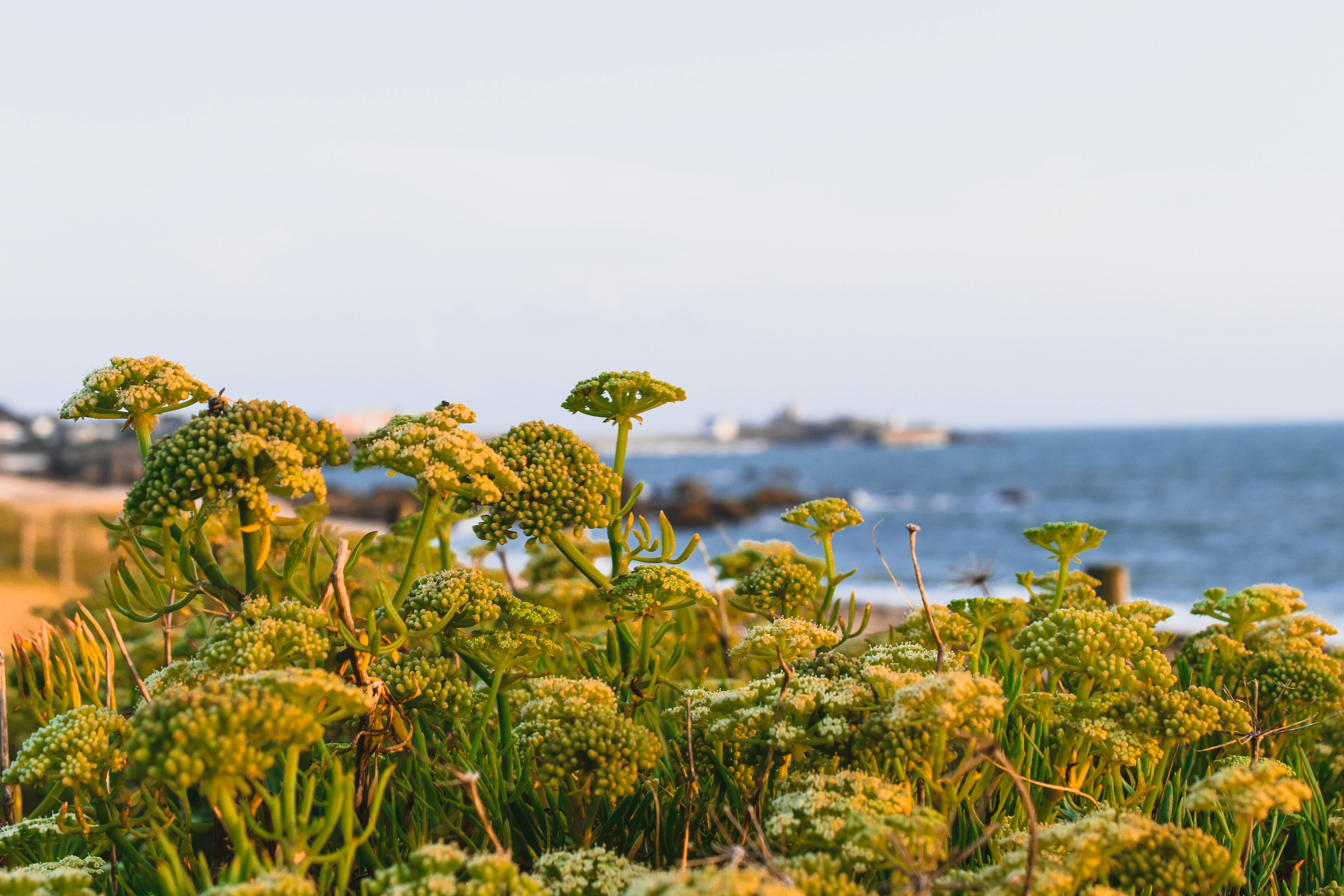 Vibrant coastal plants in the foreground with a serene ocean backdrop, capturing the essence of a tranquil seaside environment.